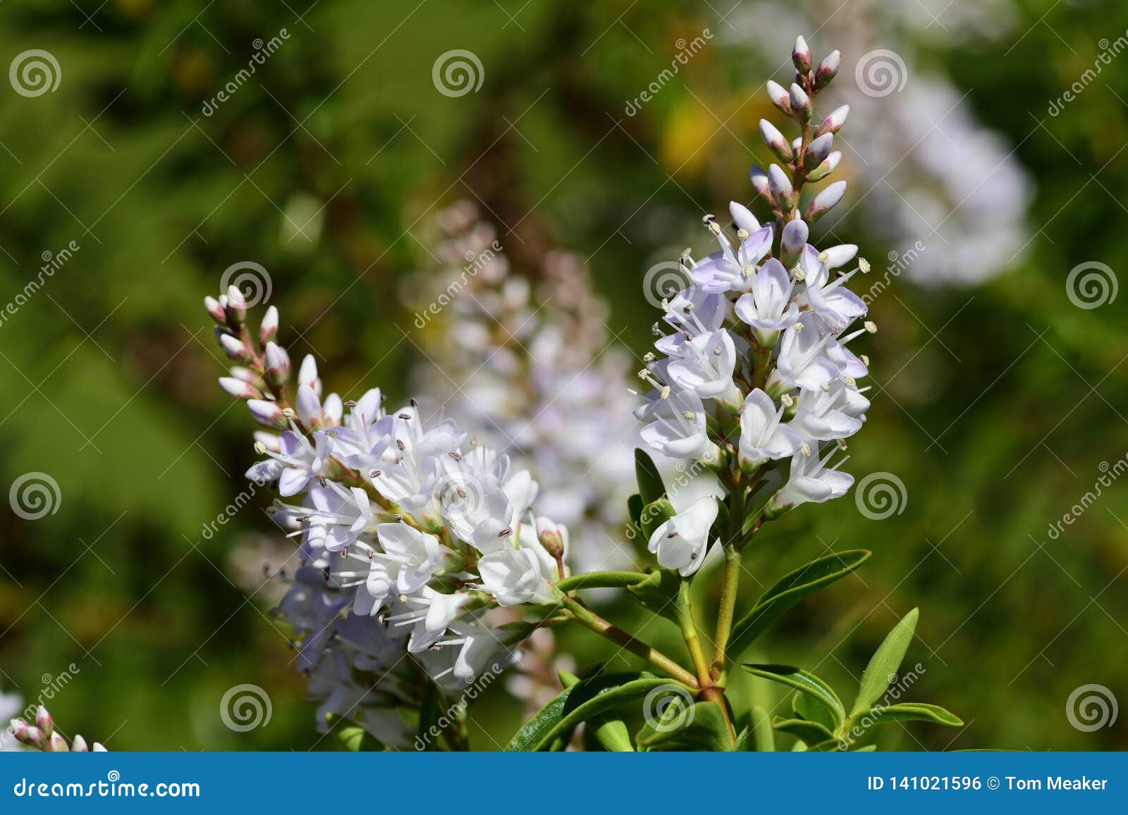 Hebe shrub stock photo. Image of garden, floral, blooming - 141021596