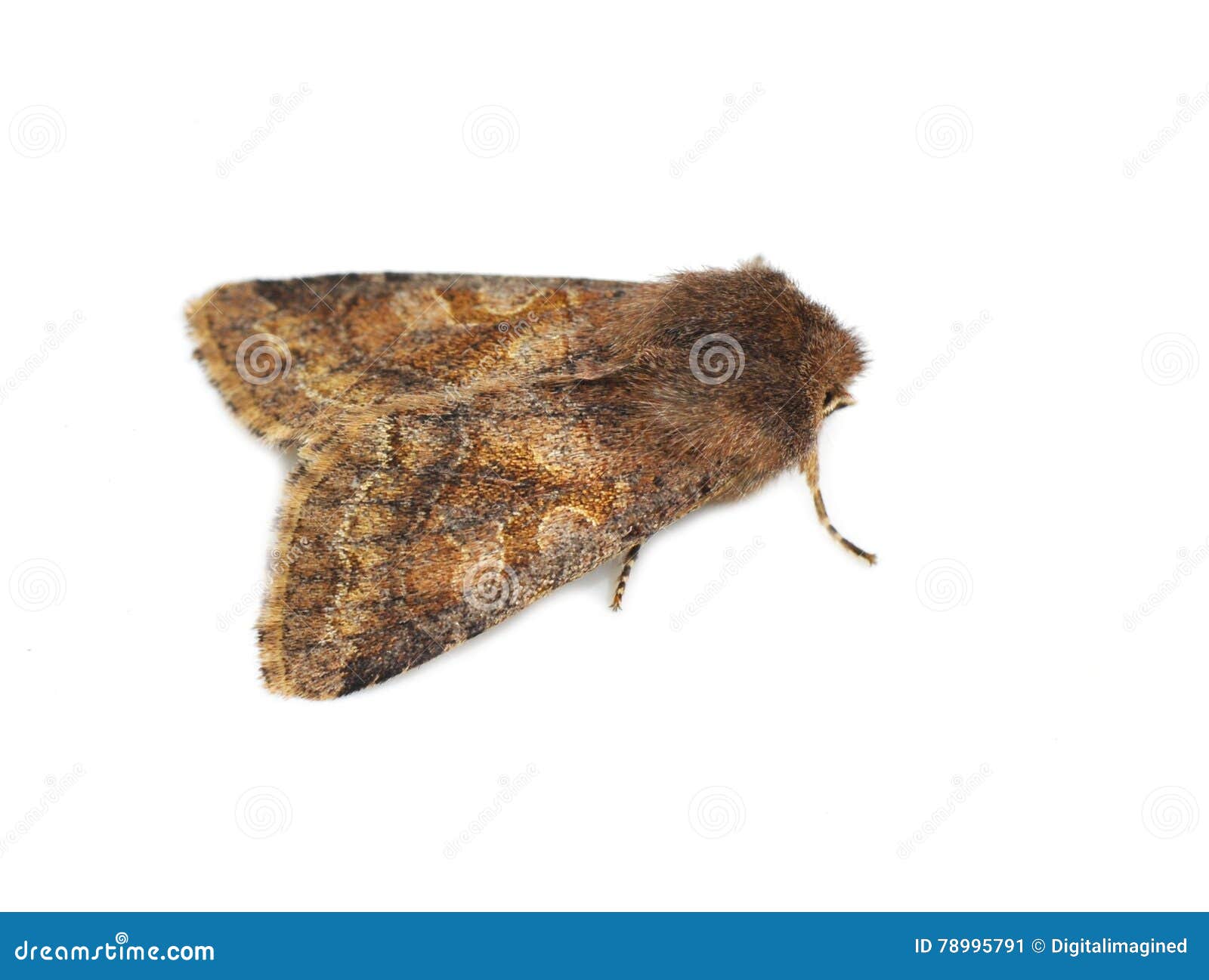 Hebrew Character Moth Photos - Free & Royalty-Free Stock Photos from ...