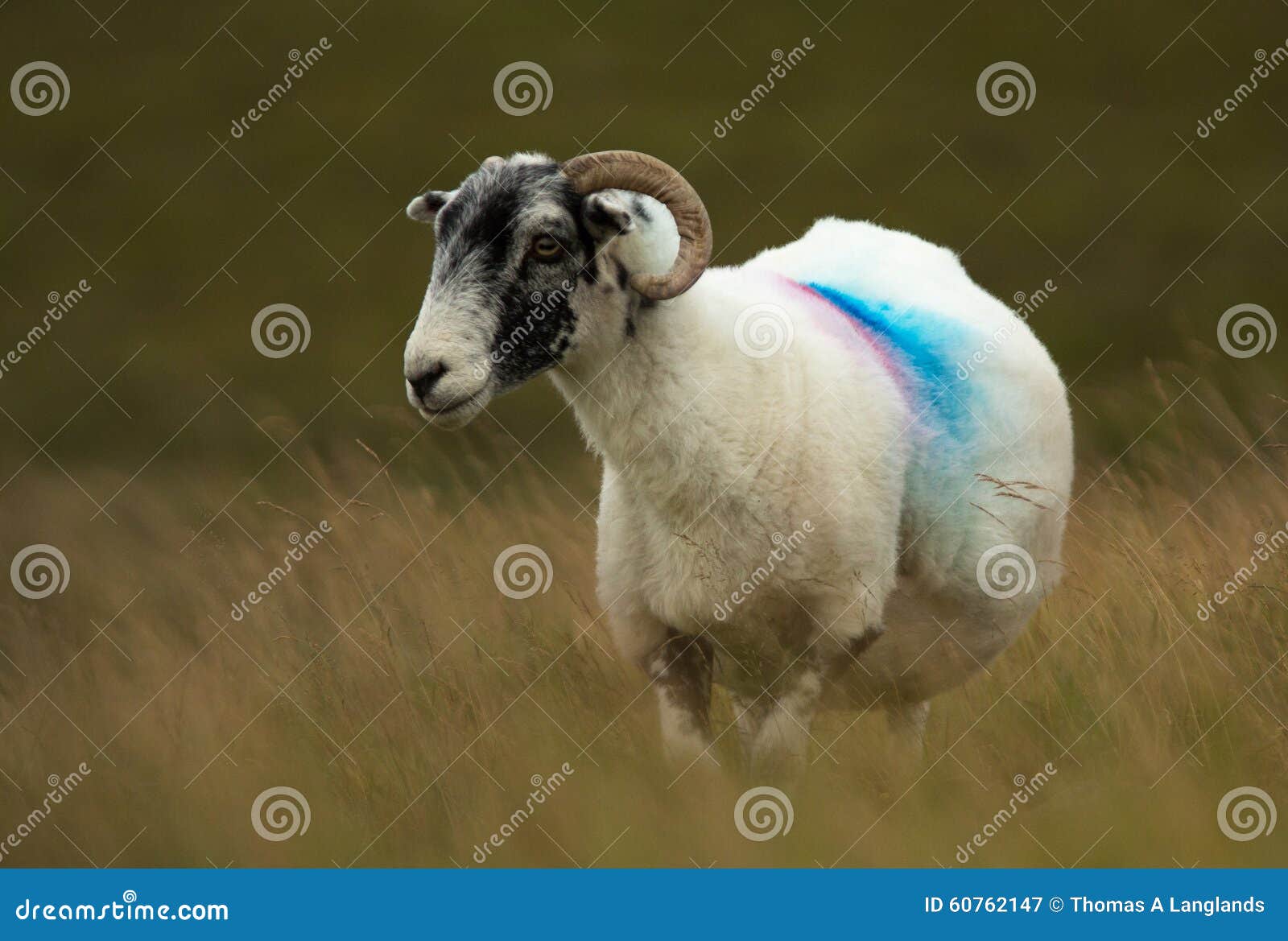 Hebridean Sheep stock image. Image of pigment, hebrides - 60762147