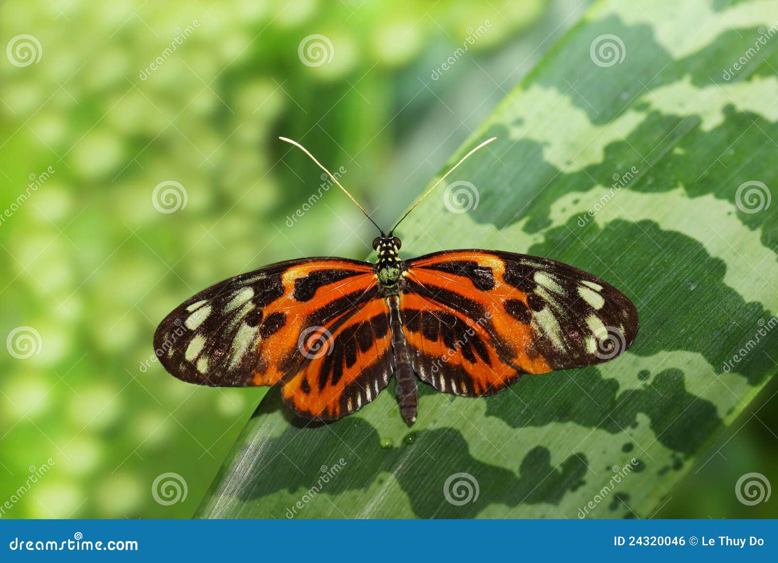 Hecale Longwing Butterfly stock photo. Image of insect - 24320046