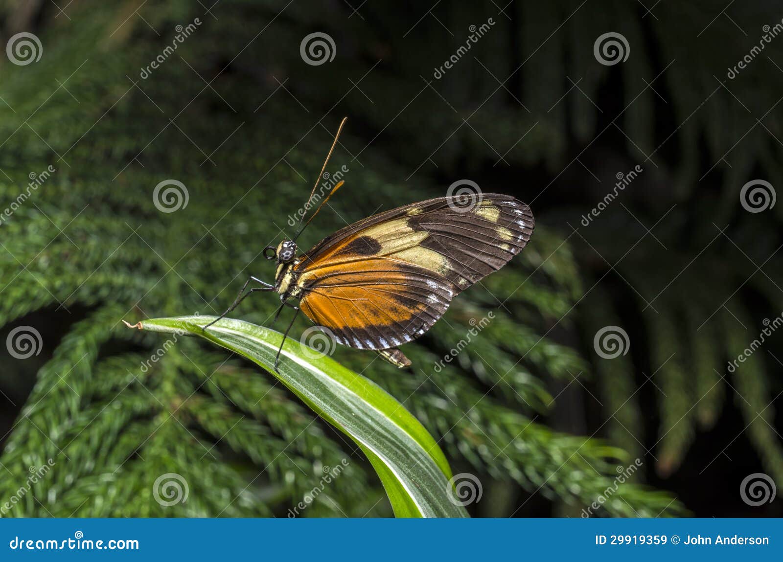 Hecale longwing Butterfly stock image. Image of exotic - 29919359