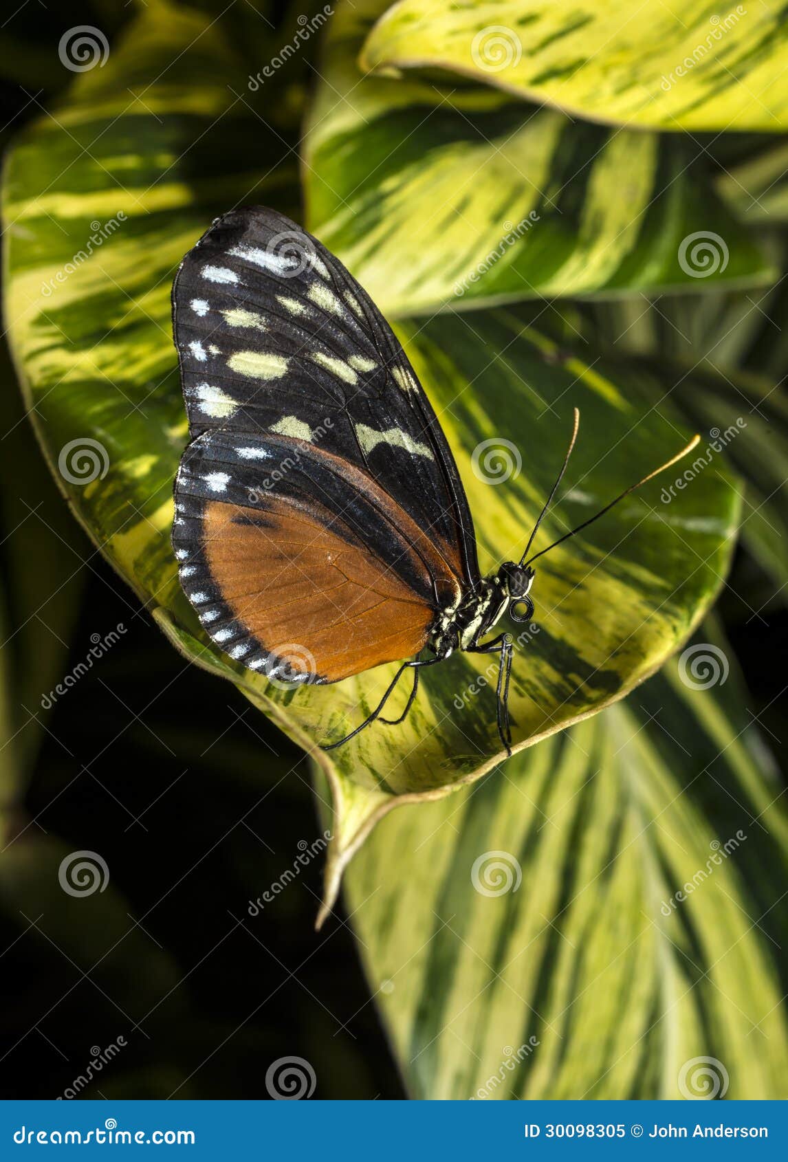 Hecale longwing Butterfly stock image. Image of dayflying - 30098305