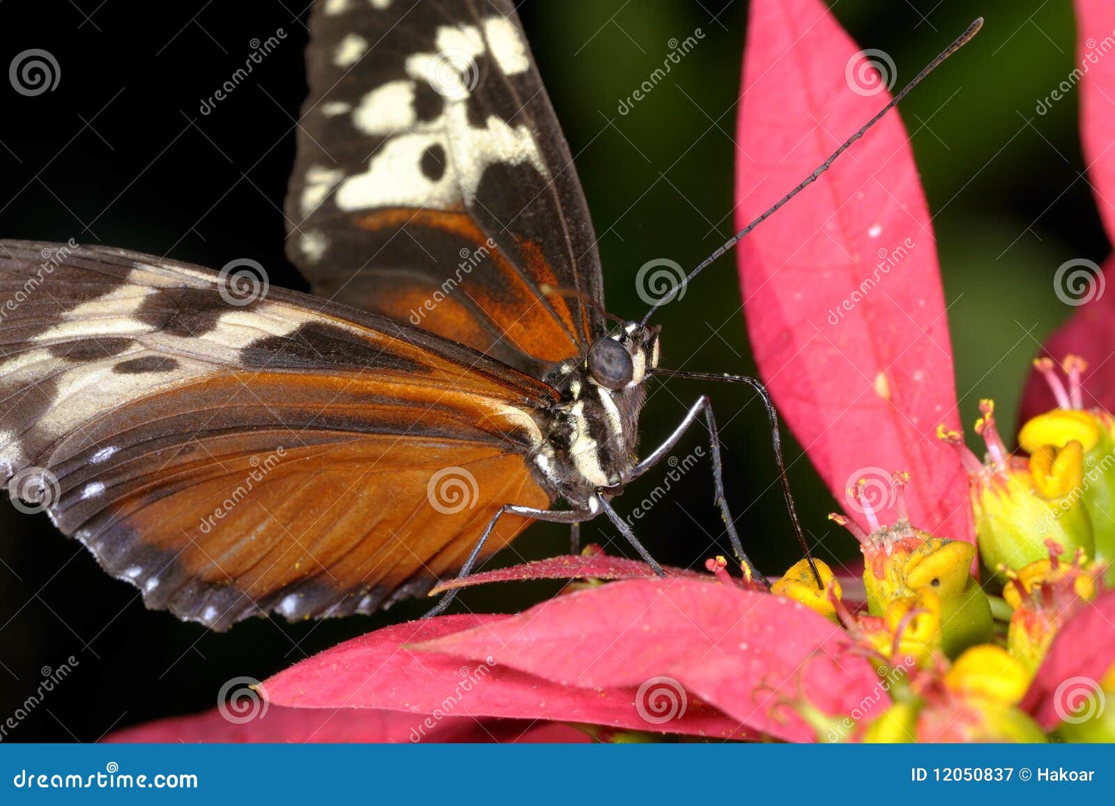 Hecales Longwing, Heliconius Hecale Stock Image - Image of legs, head ...