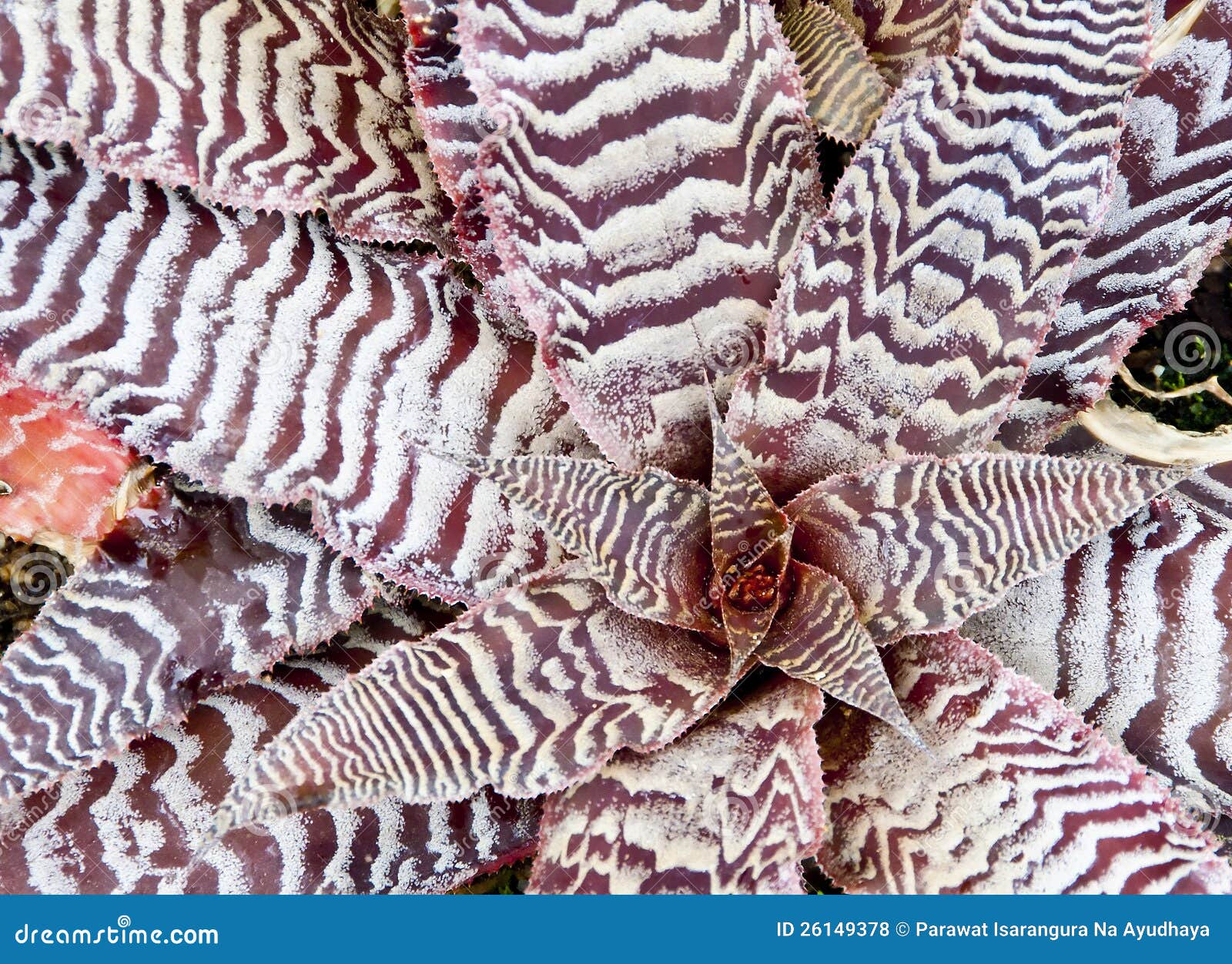 Hechtia pineapple plant. stock photo. Image of blossom - 26149378