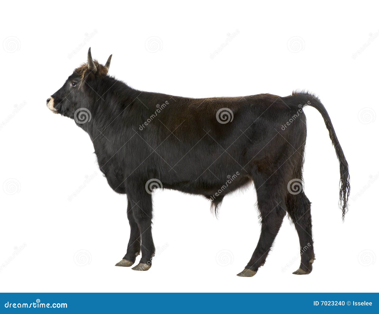 Heck cattle - auroch stock photo. Image of animal, steer - 7023240