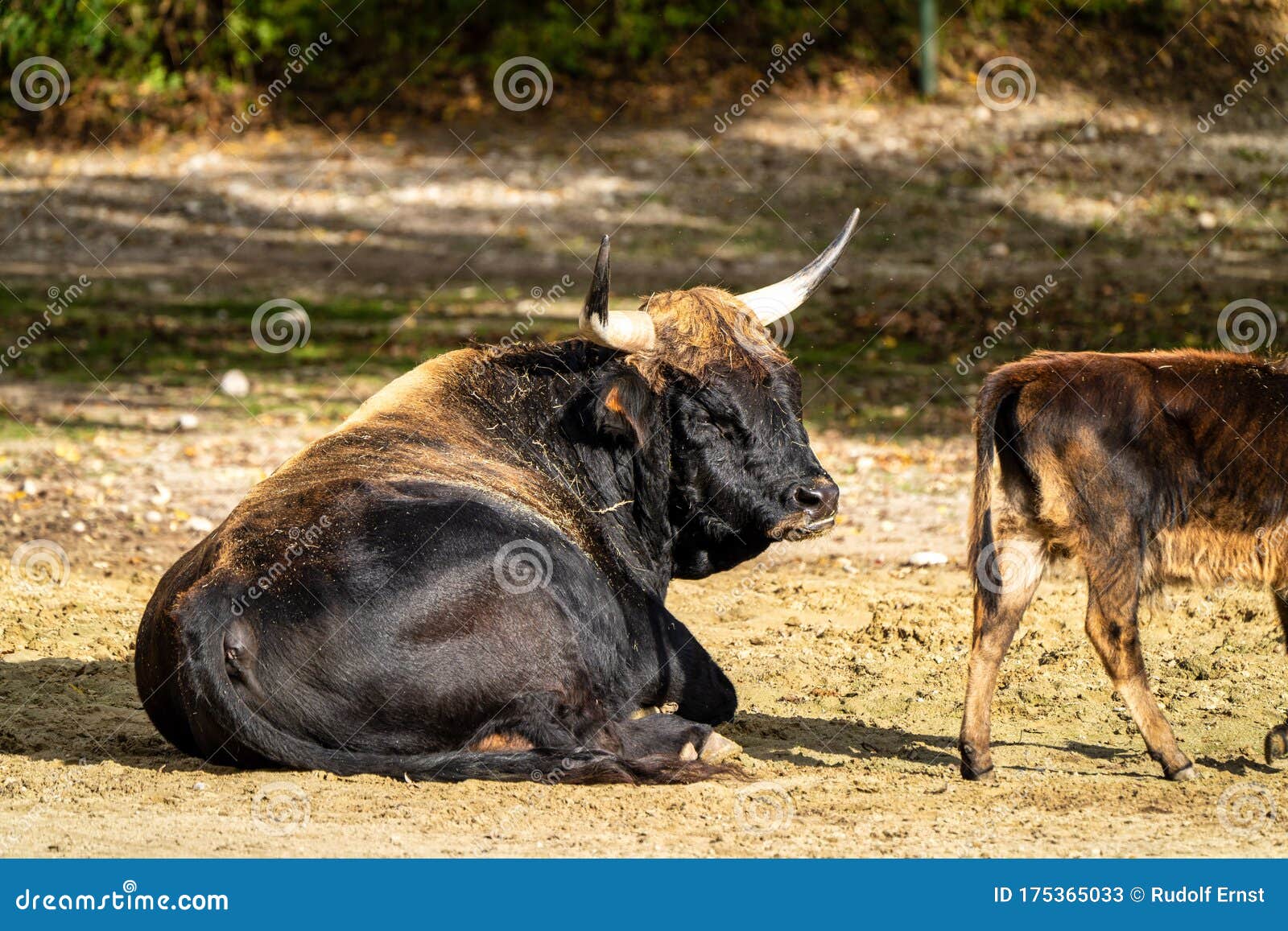 Heck Cattle, Bos Primigenius Taurus or Aurochs in the Zoo Stock Image ...