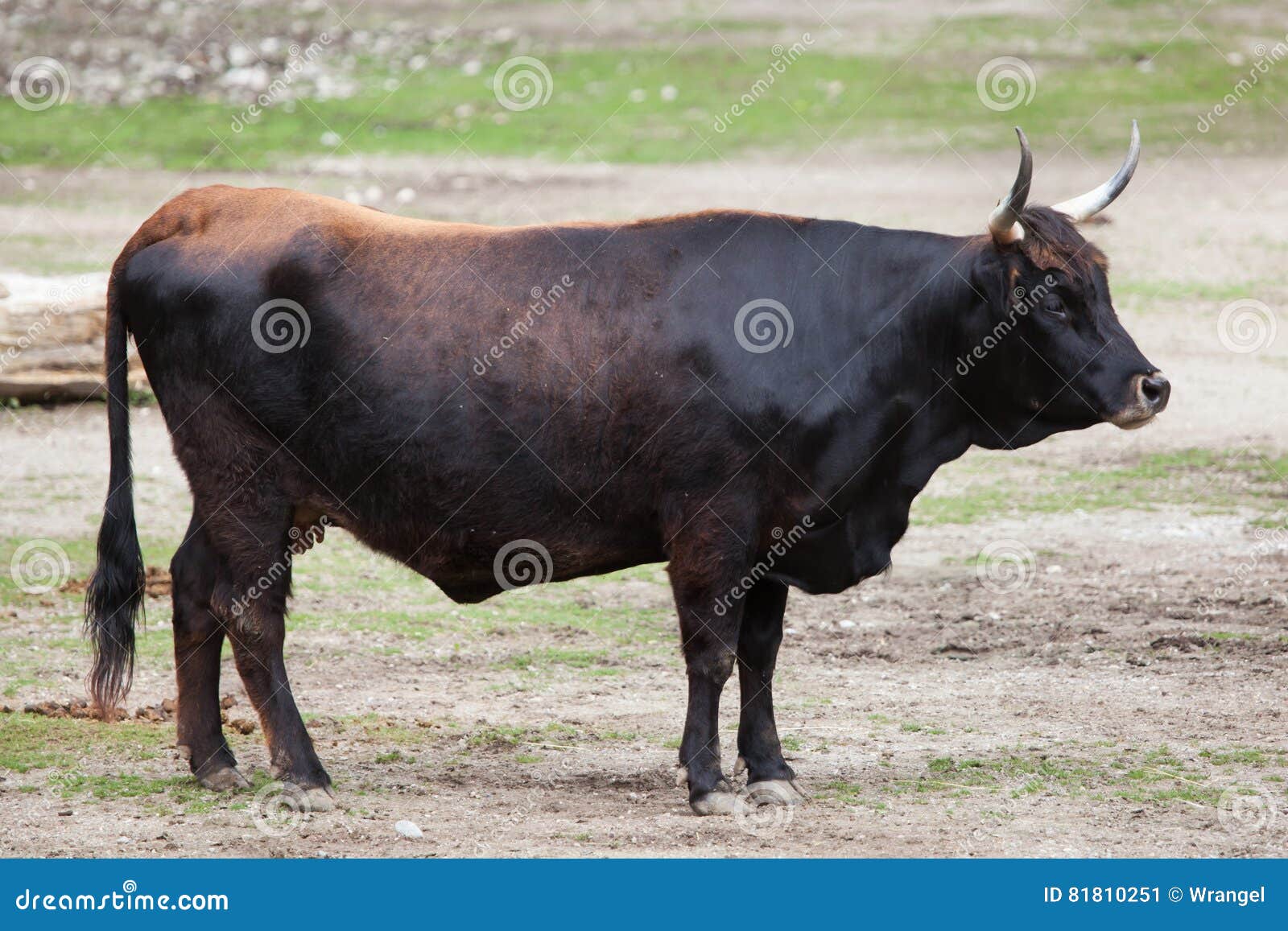Heck Cattle Bos Primigenius Taurus Stock Image - Image of animal ...