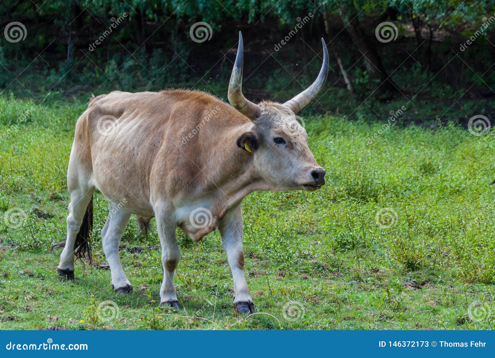 Heck cow on the field stock image. Image of farmhouse - 146372173