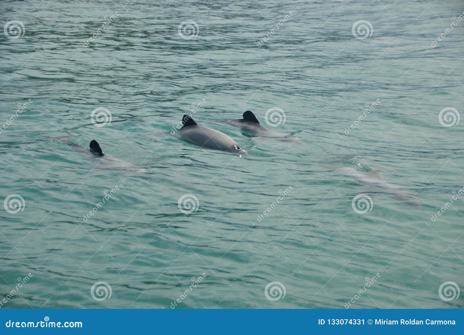 Hector dolphins stock image. Image of hector, animals - 133074331