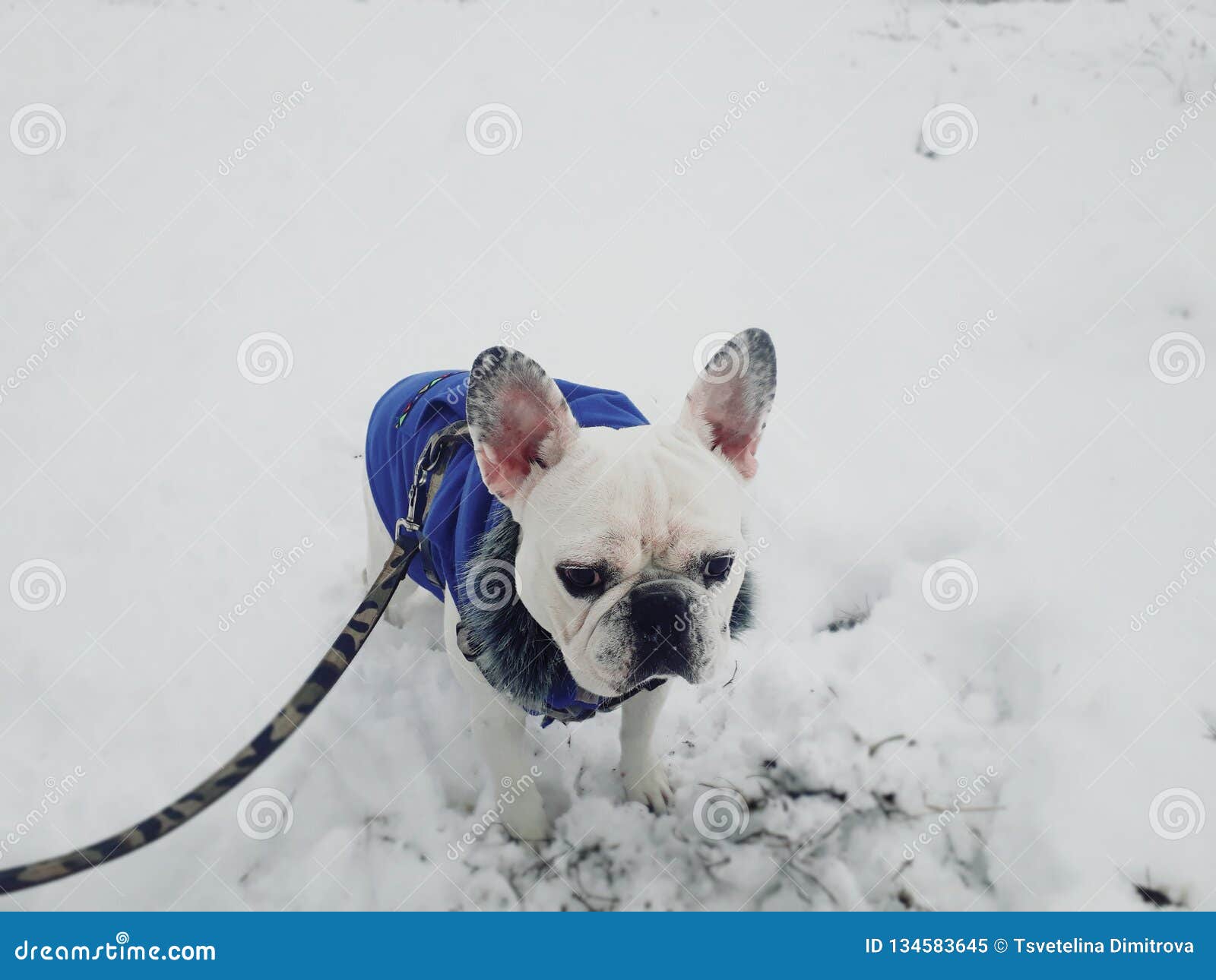 Hector the frenchie stock image. Image of winter, snow - 134583645