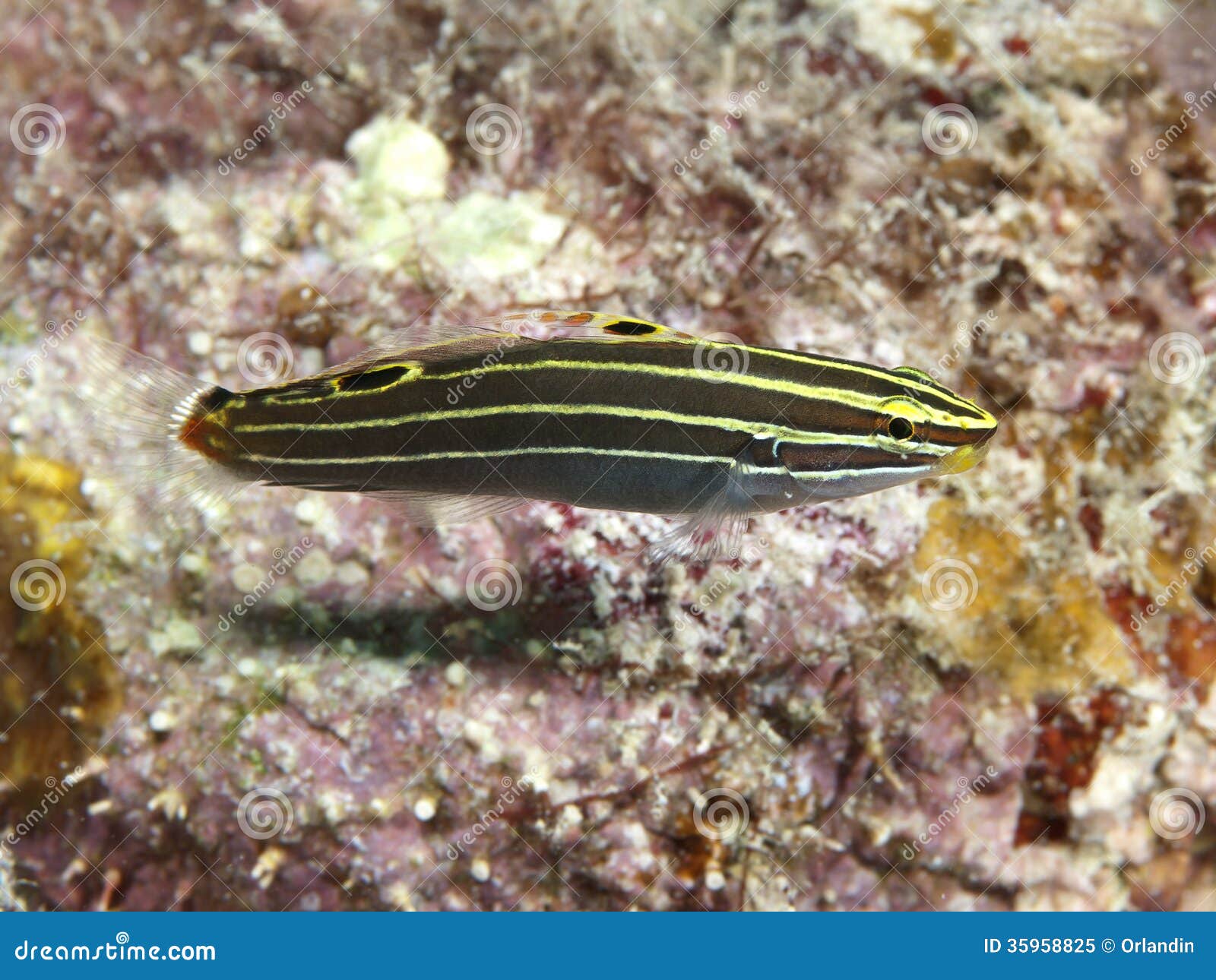 Hector s goby stock image. Image of philippines, hectors - 35958825