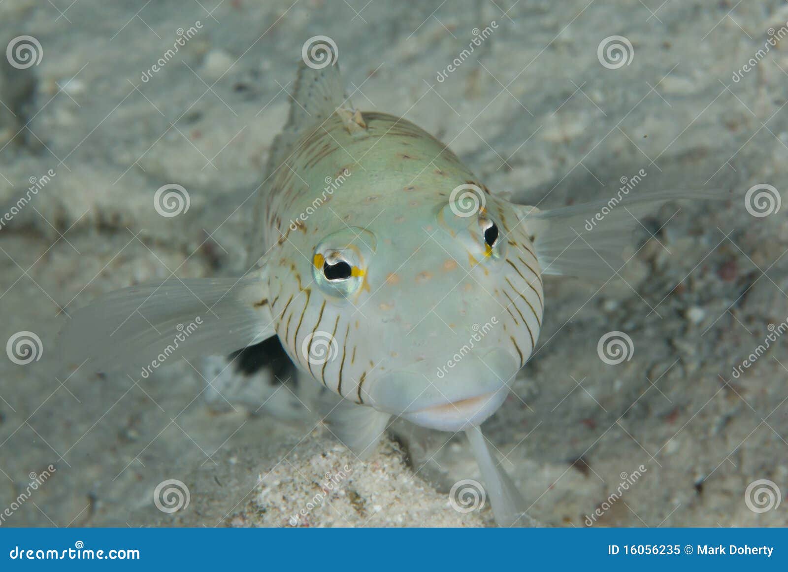 Hectors goby stock image. Image of sandperch, floor, close - 16056235