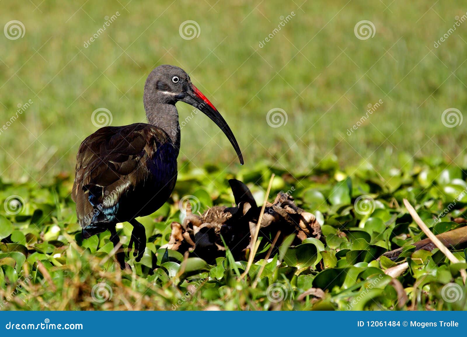 Hedada Ibis, Lake Naivasha, Kenya Stock Photo - Image of ibis, aquatic ...