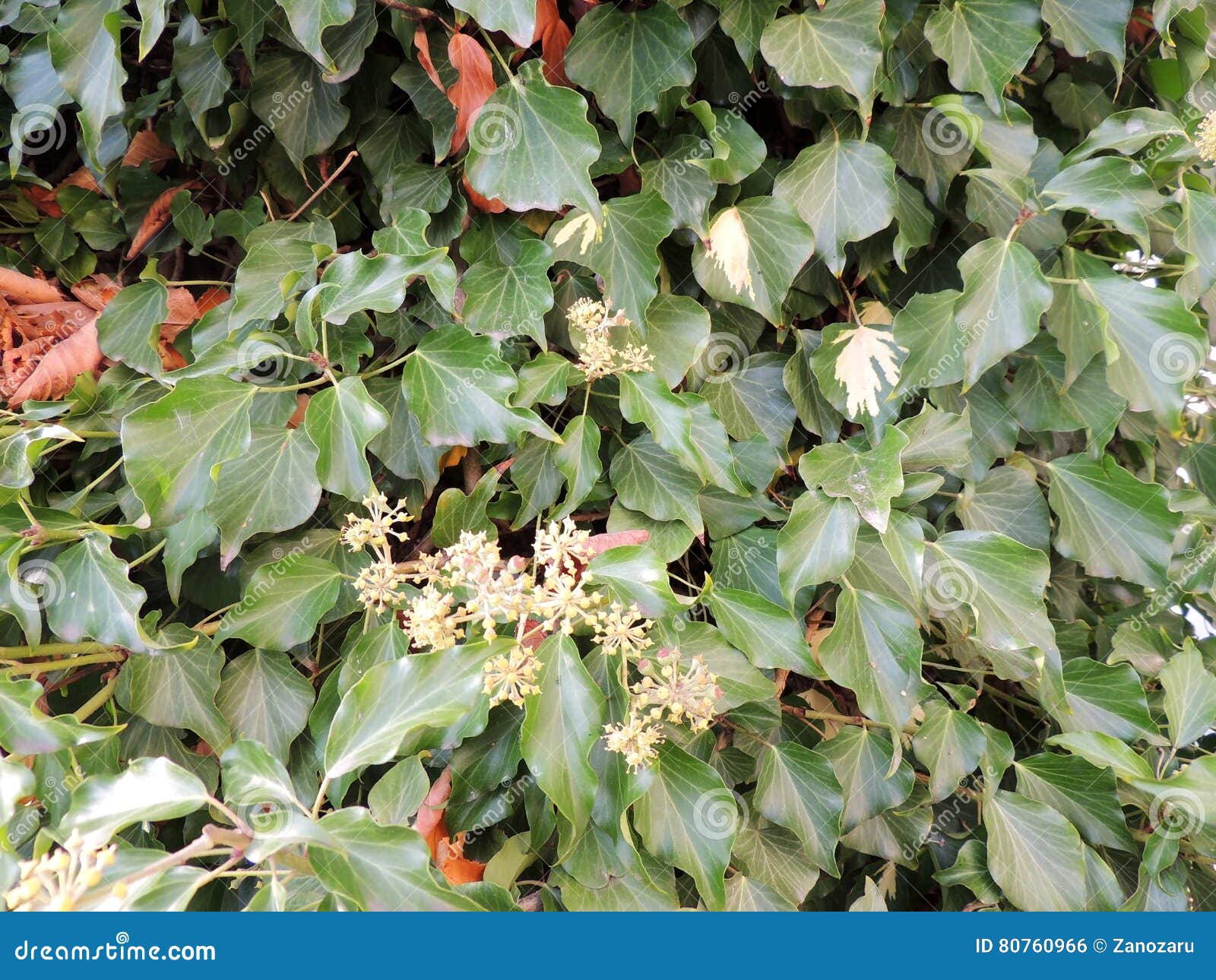Hedera Colchica ` Arborescens-` Stockfoto - Bild von zustand ...