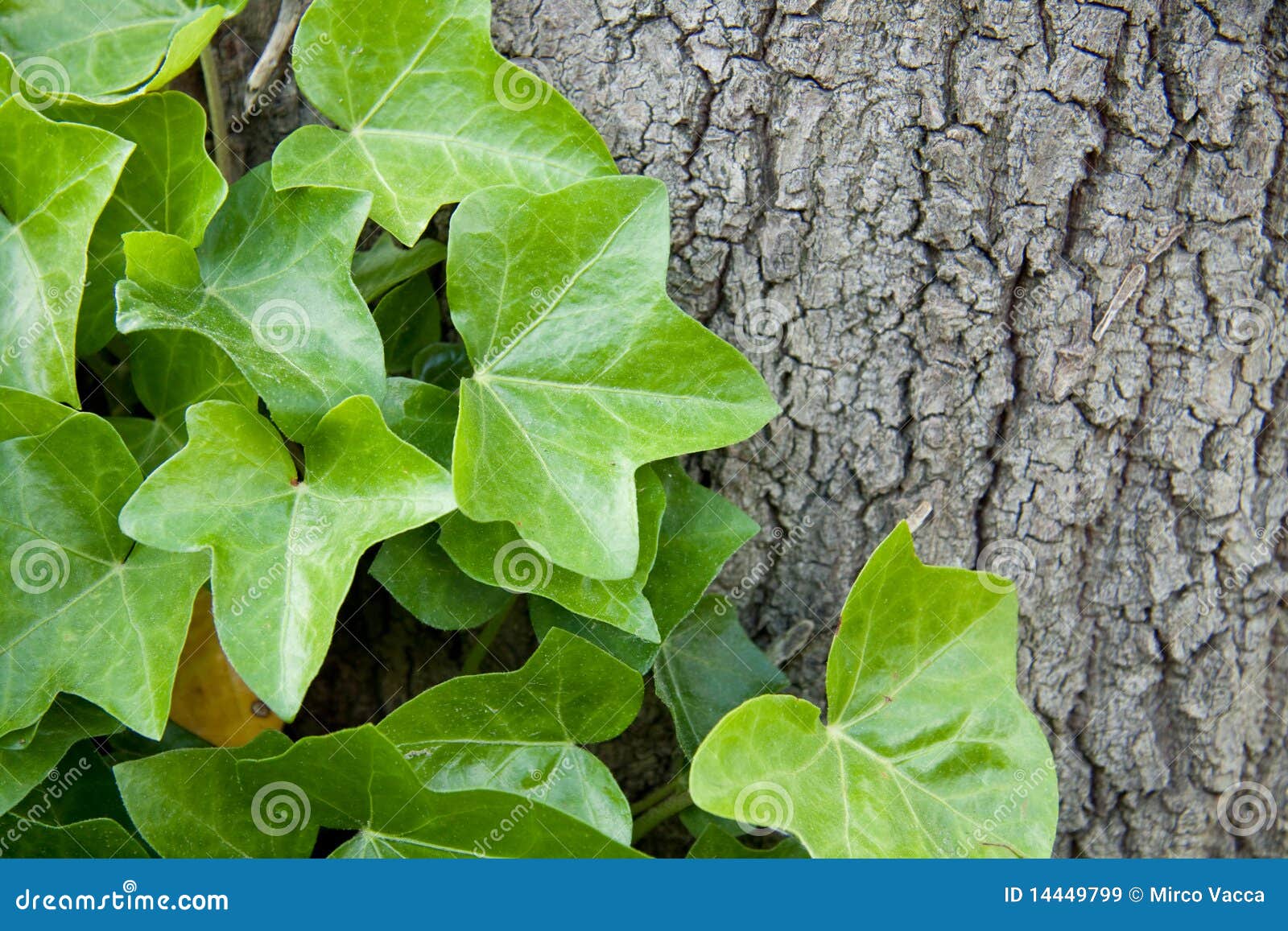 Hedera helix stock image. Image of hedera, tree, climb - 14449799
