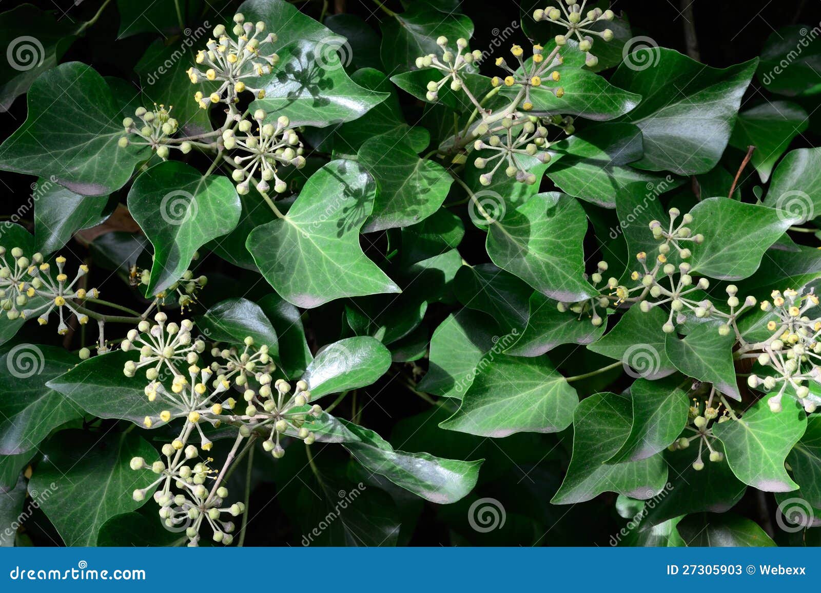Hedera Helix, Common Ivy. Evergreen Vine, Climbing Flowering Wild Plant ...