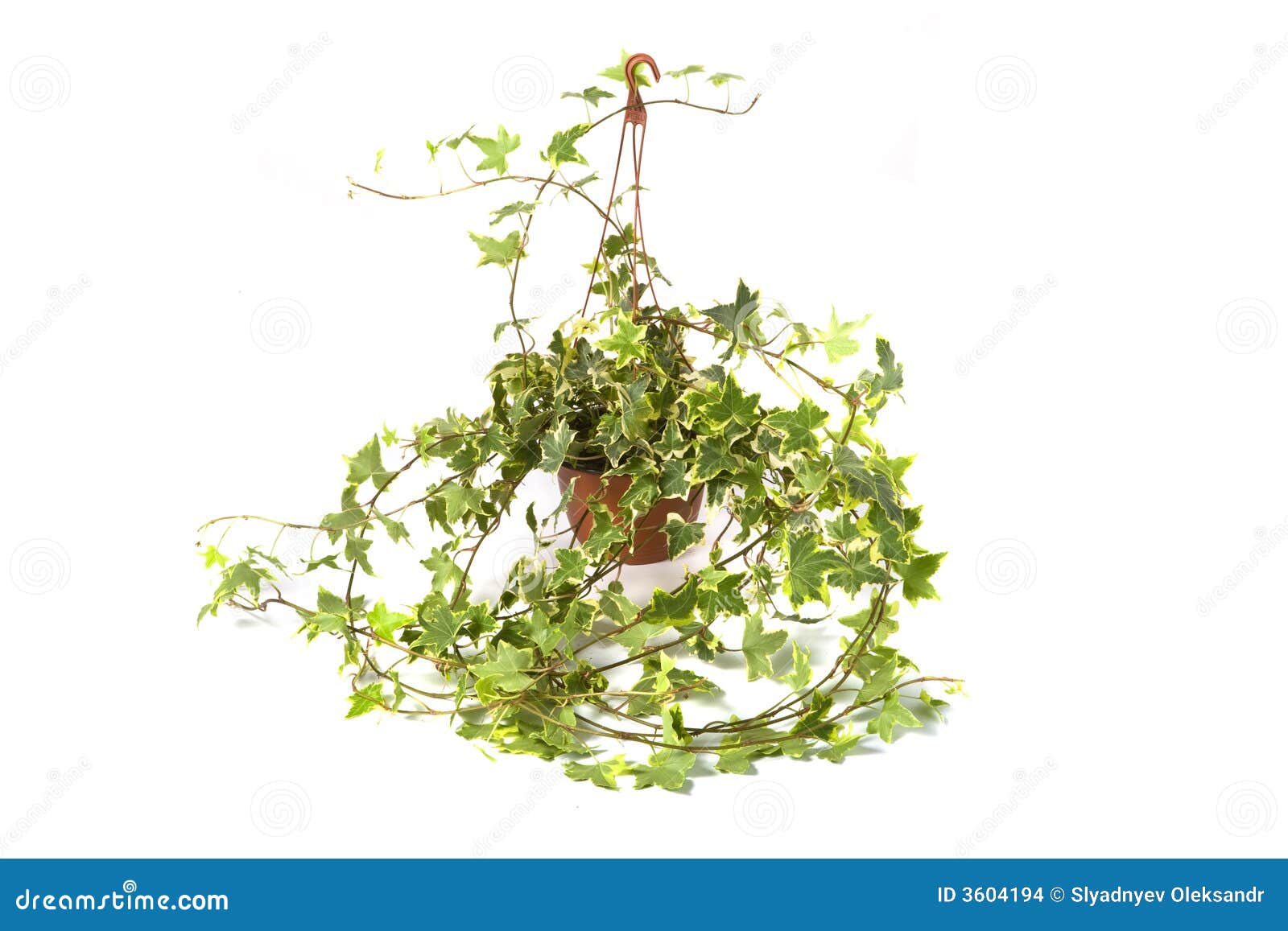 Hedera Helix, Common Ivy. Evergreen Vine, Climbing Flowering Wild Plant ...