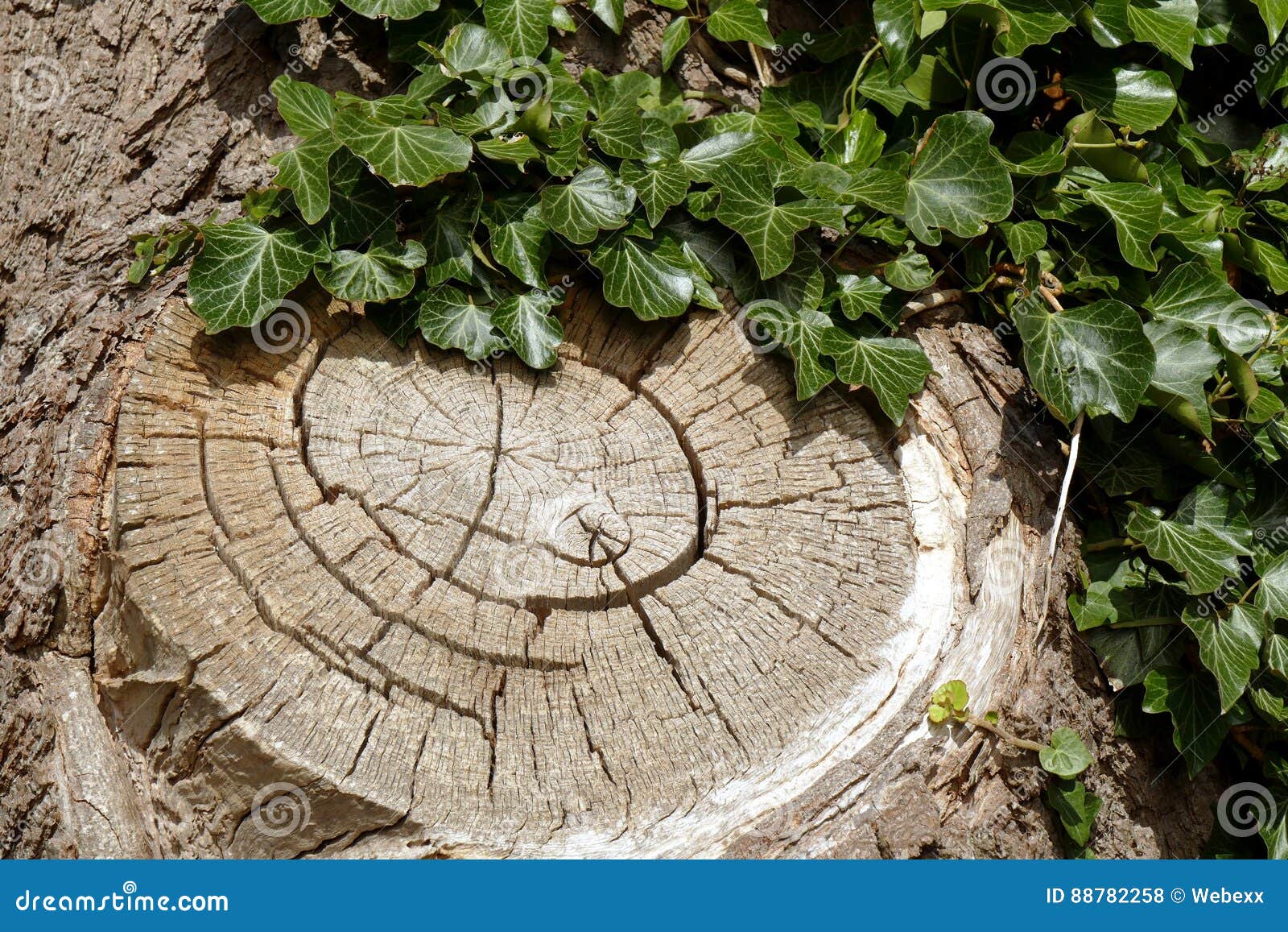 Hedera helix or ivy stock photo. Image of facade, helix - 88782258