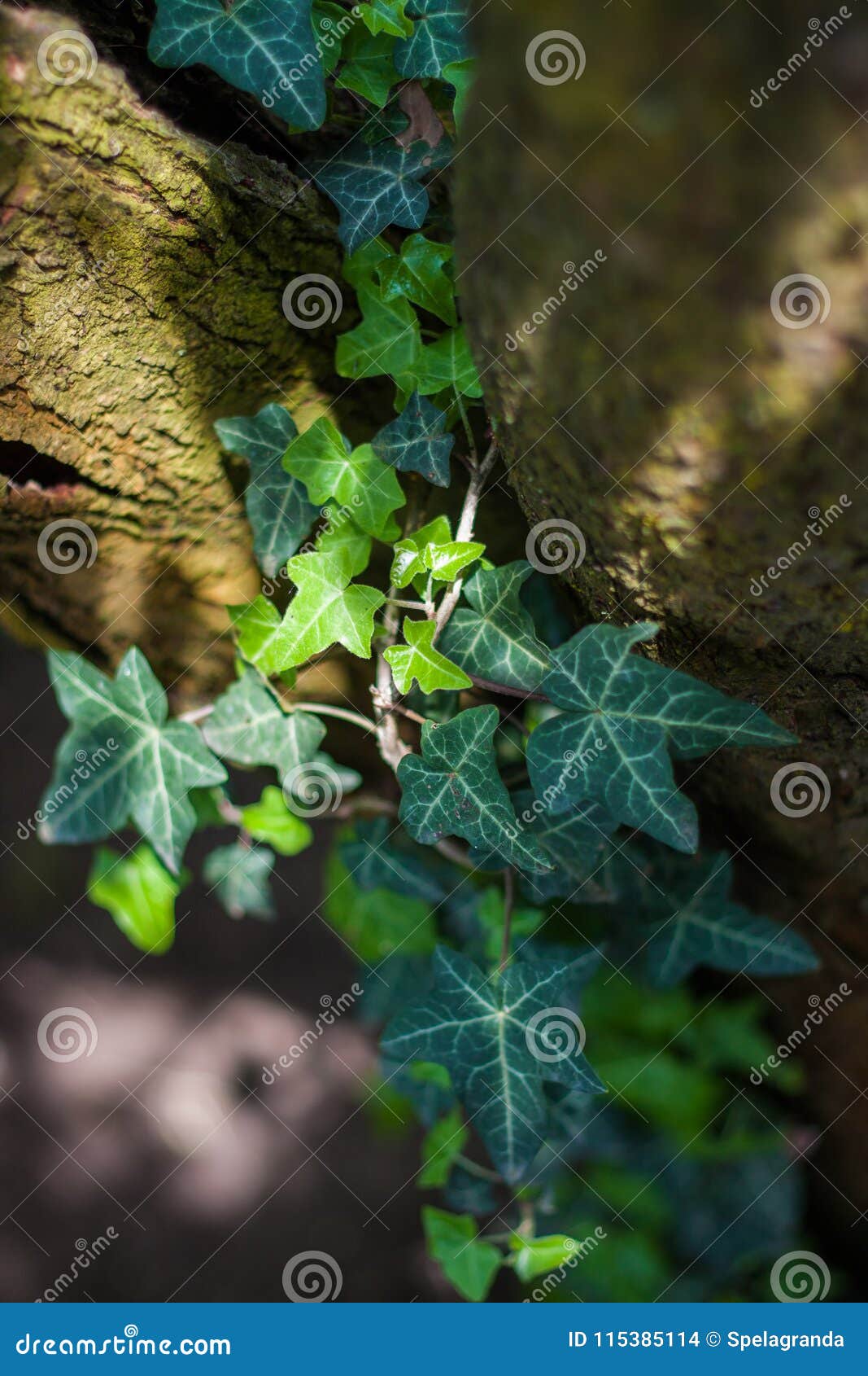 Hedera Helix, L'edera Comune Che Scala Un Vecchio Albero Fotografia ...