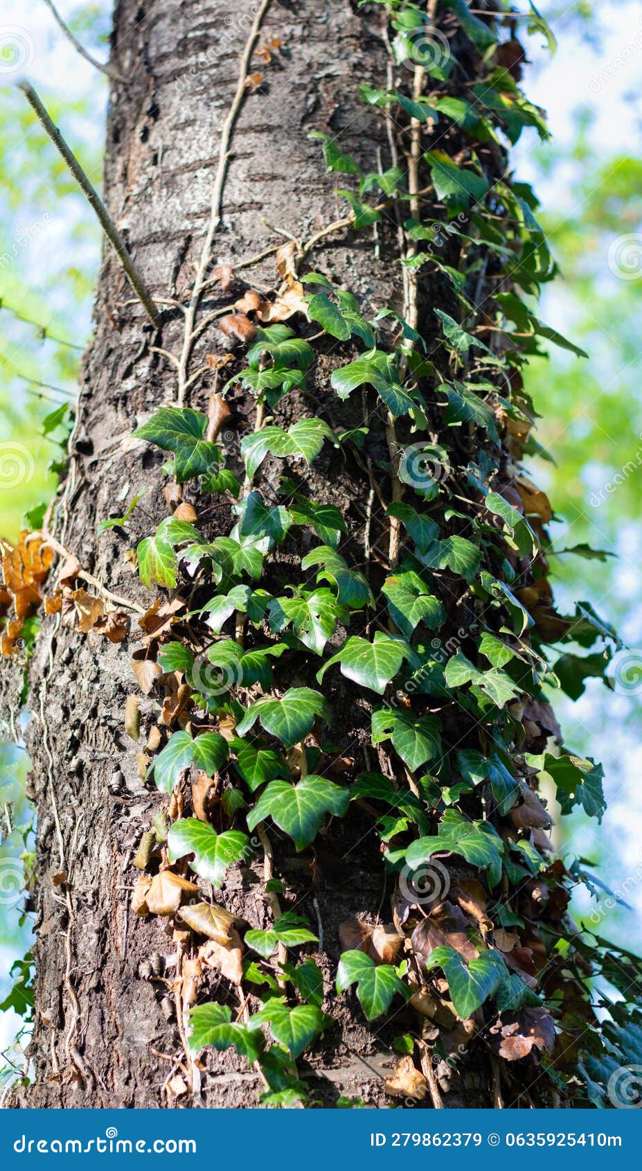 Hedera helix on the tree. stock image. Image of nature - 279862379