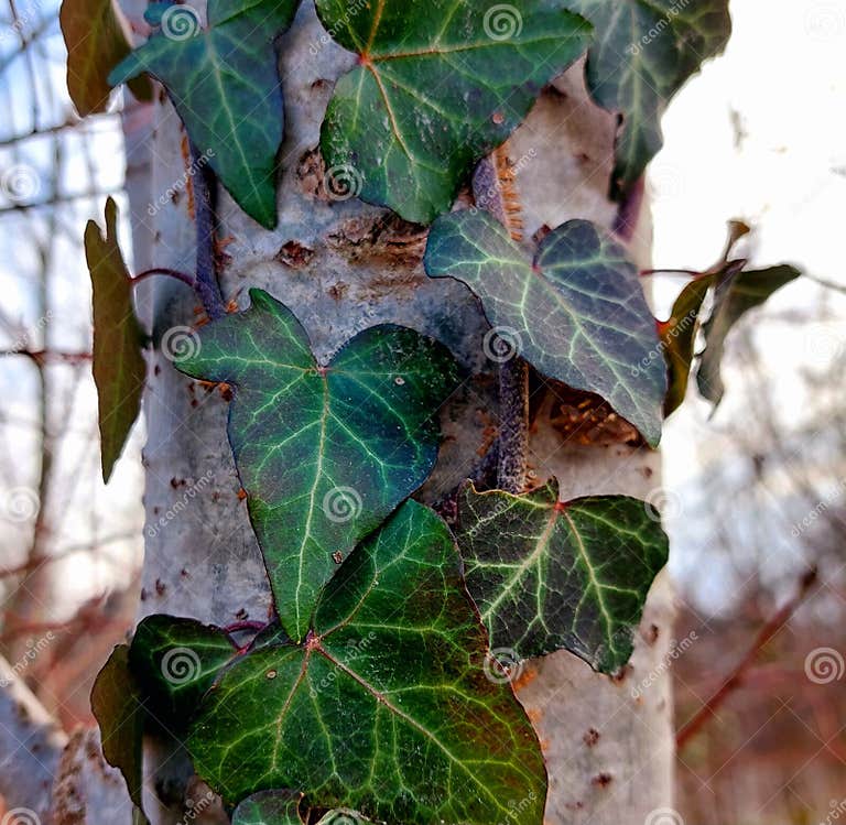 Hedera Helix on the Trunk Tree Stock Image - Image of branch, leaf ...