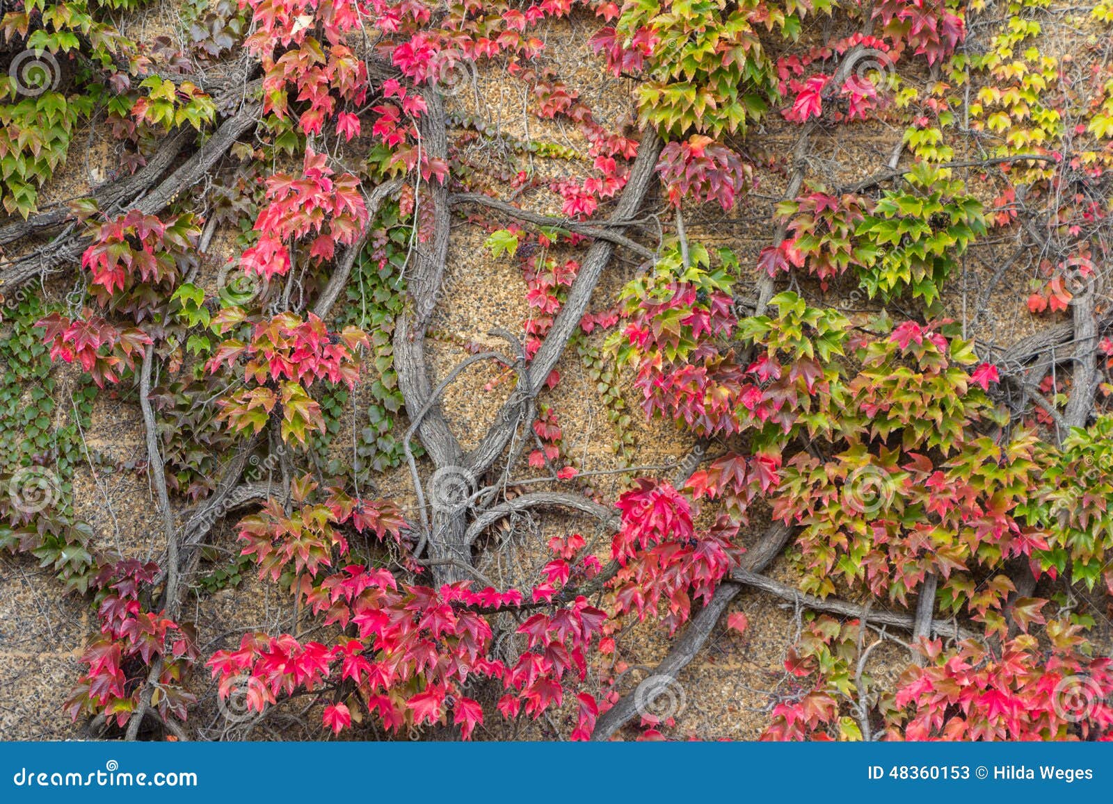 Hedera Helix Verde O Edera Inglese Comune Immagine Stock - Immagine di ...