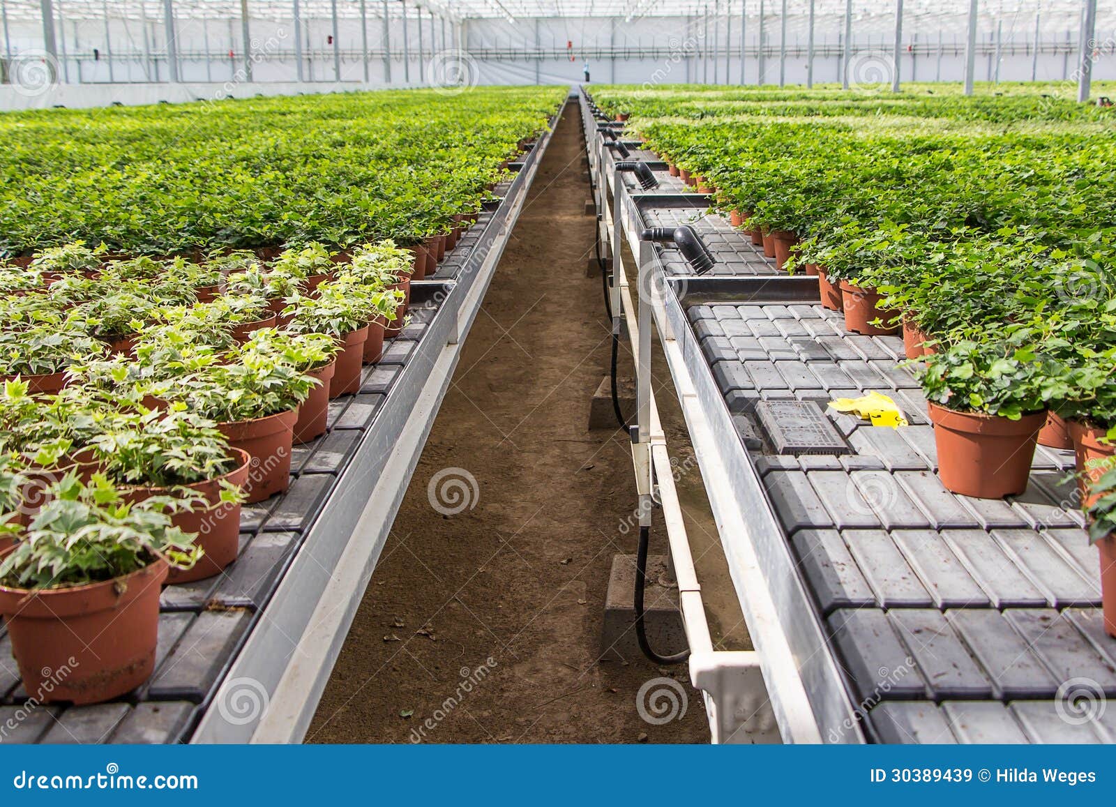 Hedera Nursery in a Greenhouse Stock Image - Image of flower ...