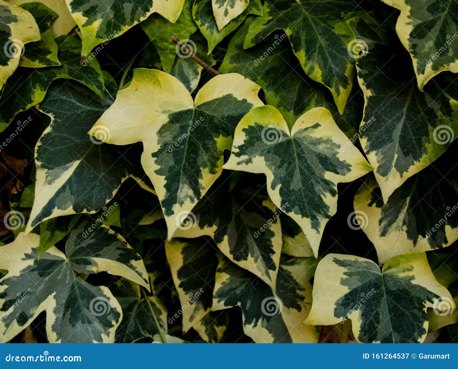 Hedera Variegata on the Garden Stock Image - Image of botanic, helix ...