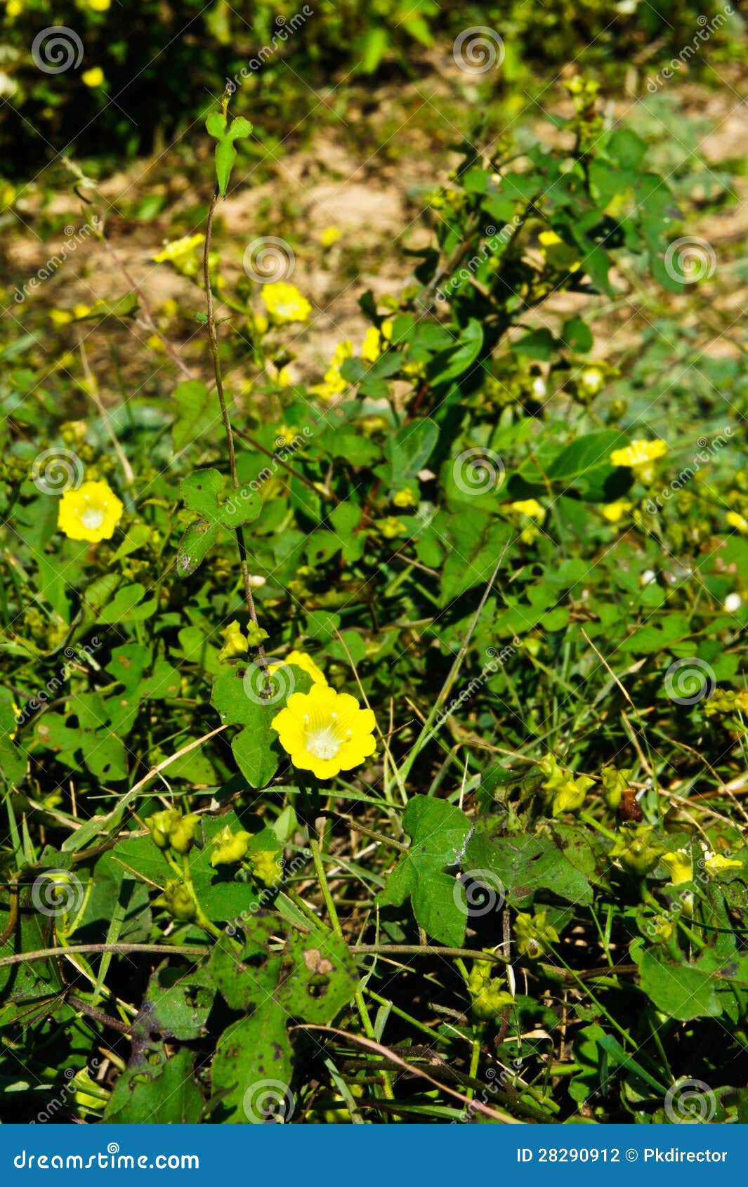 Hederacea de Merremia foto de archivo. Imagen de amor - 28290912