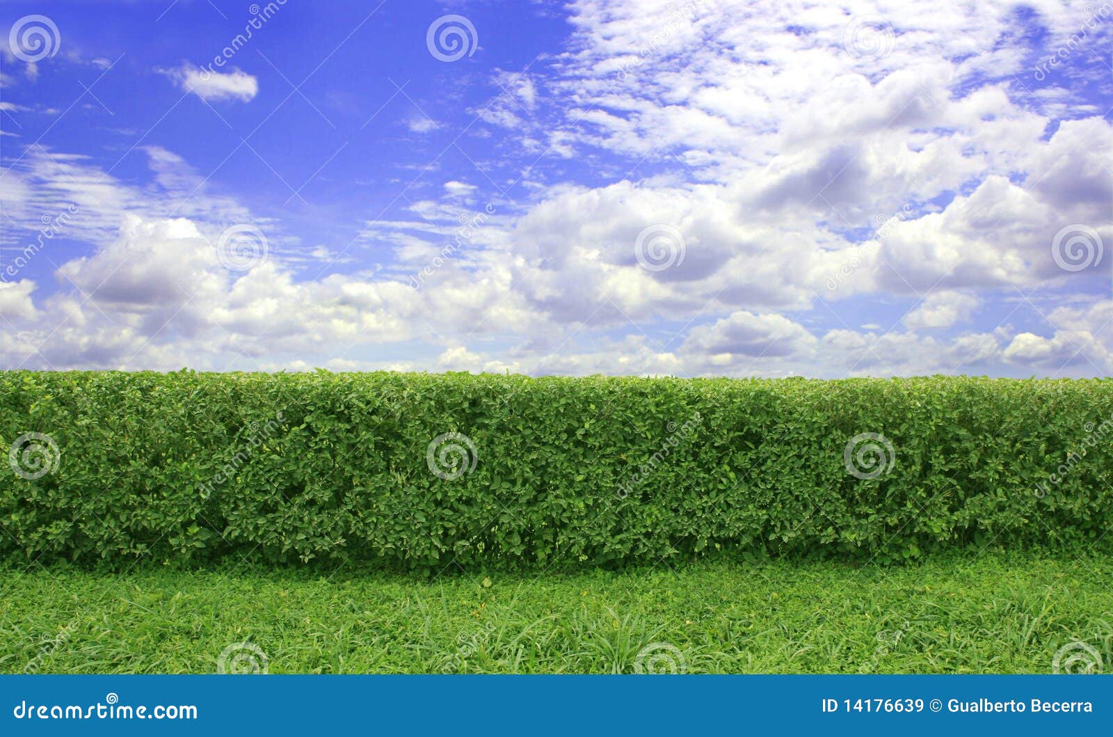 The Hedge stock image. Image of cloud, lawn, environment - 14176639