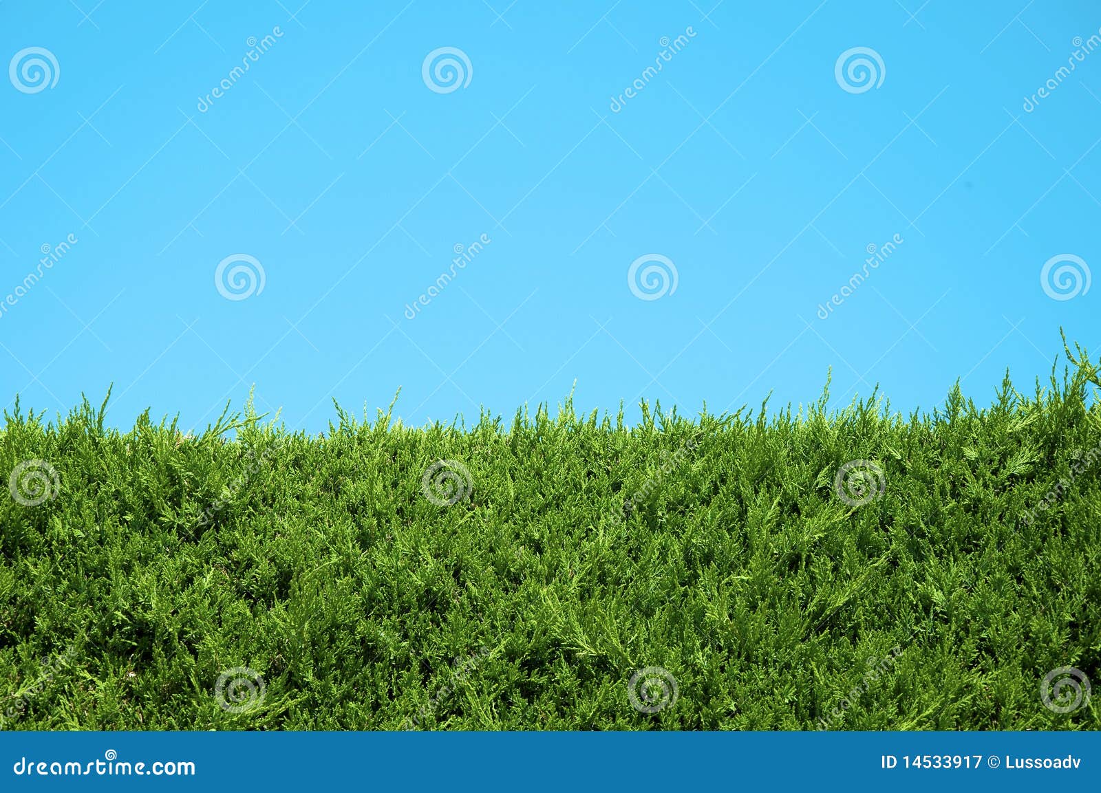 Hedge stock image. Image of conifer, blue, plant, bushy - 14533917