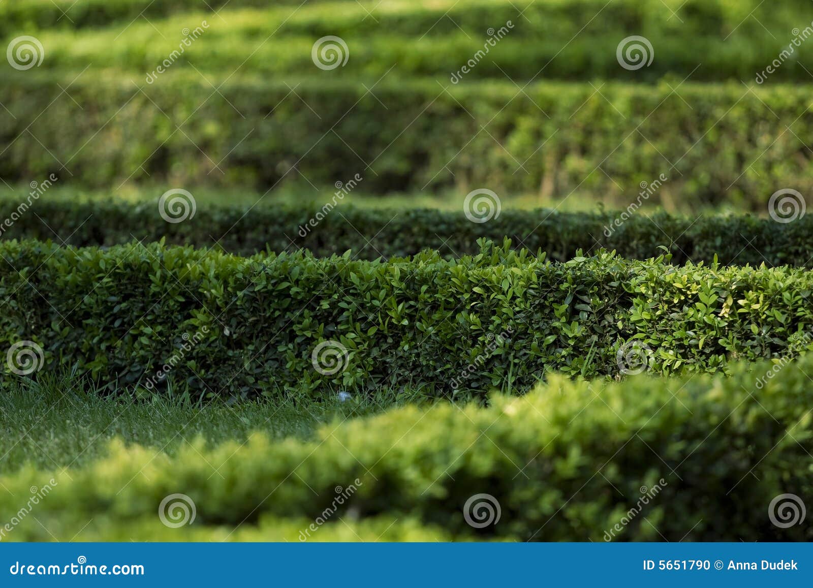 Hedge stock photo. Image of close, parallel, leaf, hedge - 5651790