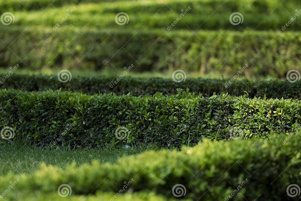 Hedge stock photo. Image of close, parallel, leaf, hedge - 5651790