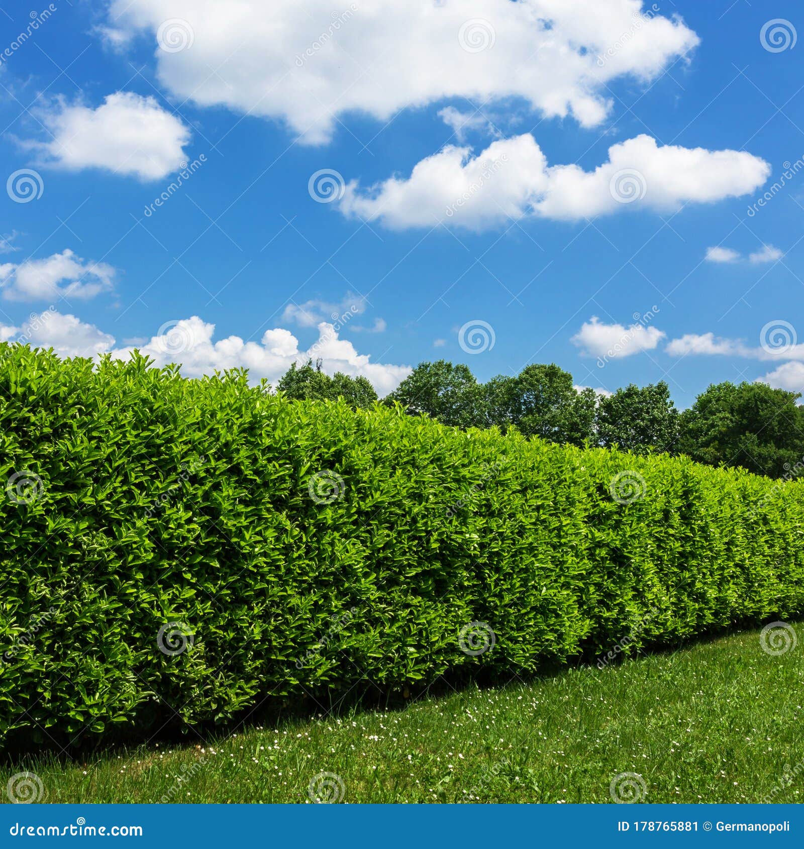 Hedge against amazing sky stock image. Image of growth - 178765881