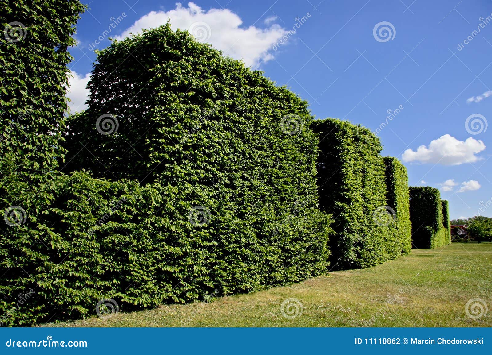 Hedge against sky. stock photo. Image of countryside - 11110862