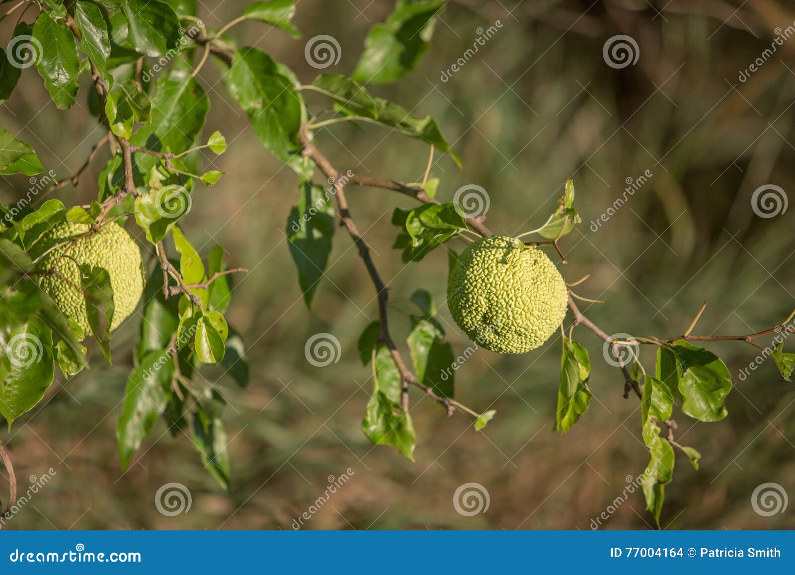 Hedge Apples - Maclura Pomifera Stock Photo - Image of nature, tree ...