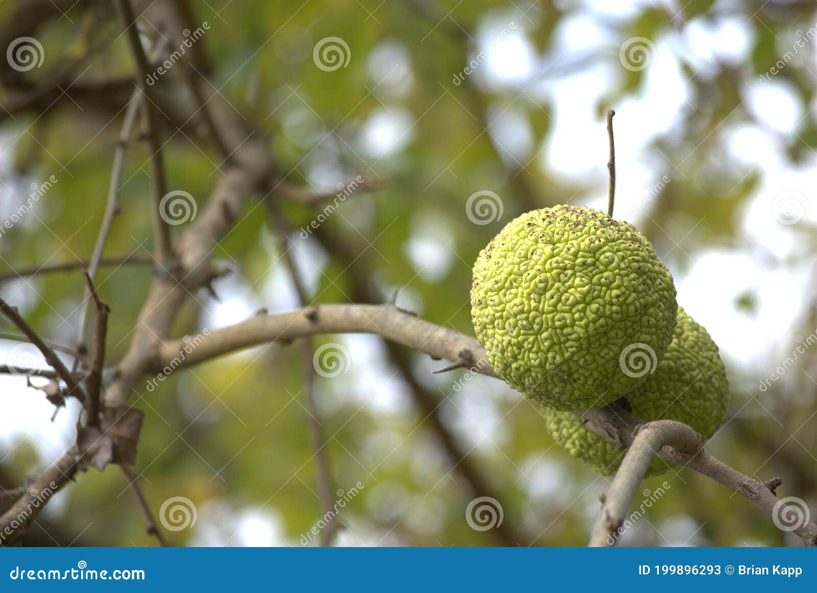 Hedge Apples are a Classic Odd Looking Fruit of the Osage-orange Tree ...
