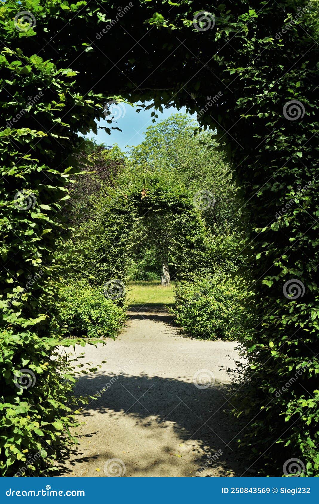 Hedge arch in summer stock image. Image of farming, green - 250843569