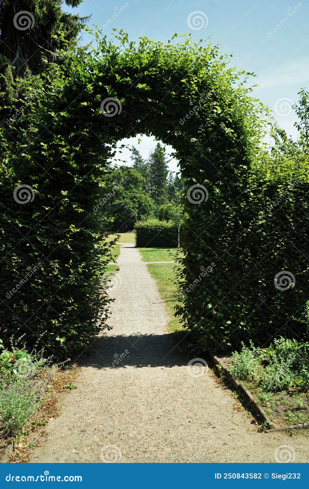 Hedge arch in summer stock photo. Image of botanical - 250843582