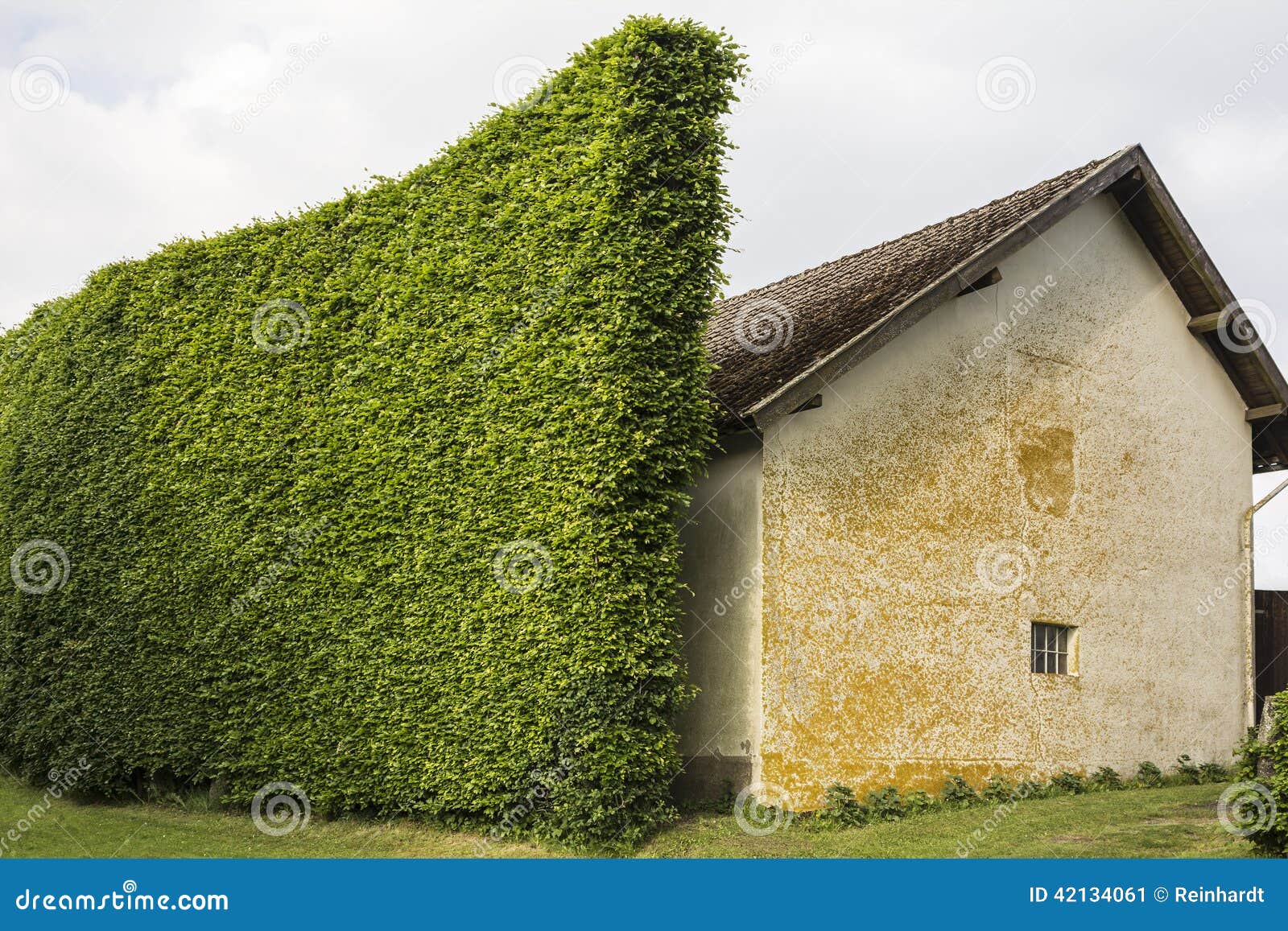 Hedge as windbreak stock image. Image of wind, farmhouse - 42134061