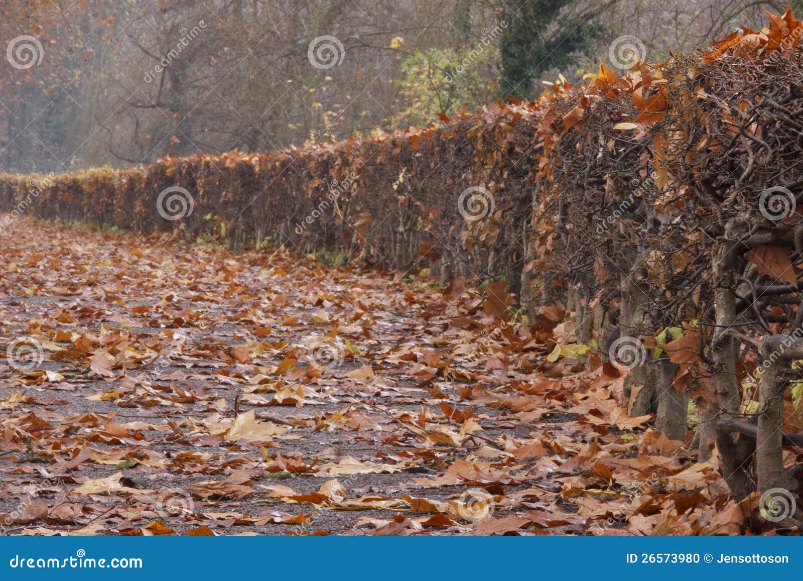 Hedge in Autumn stock photo. Image of october, lane, fall - 26573980