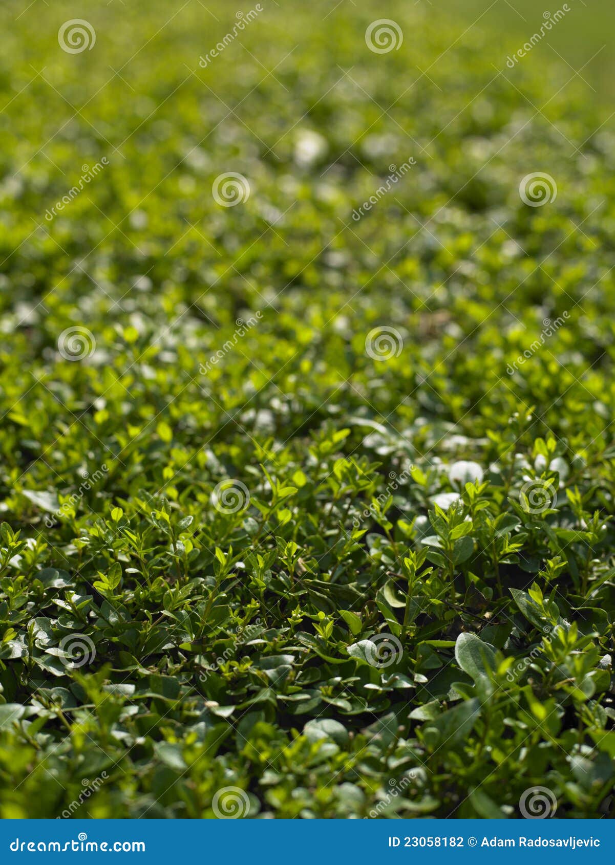 Hedge Background stock photo. Image of close, focus, hedge - 23058182