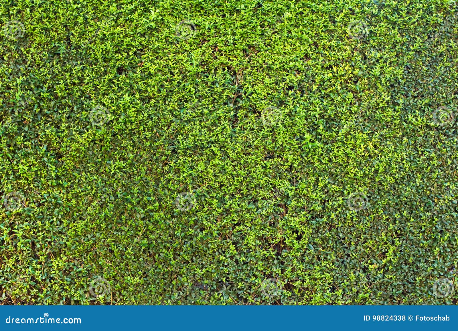 Hedge background stock photo. Image of park, summer, flora - 98824338