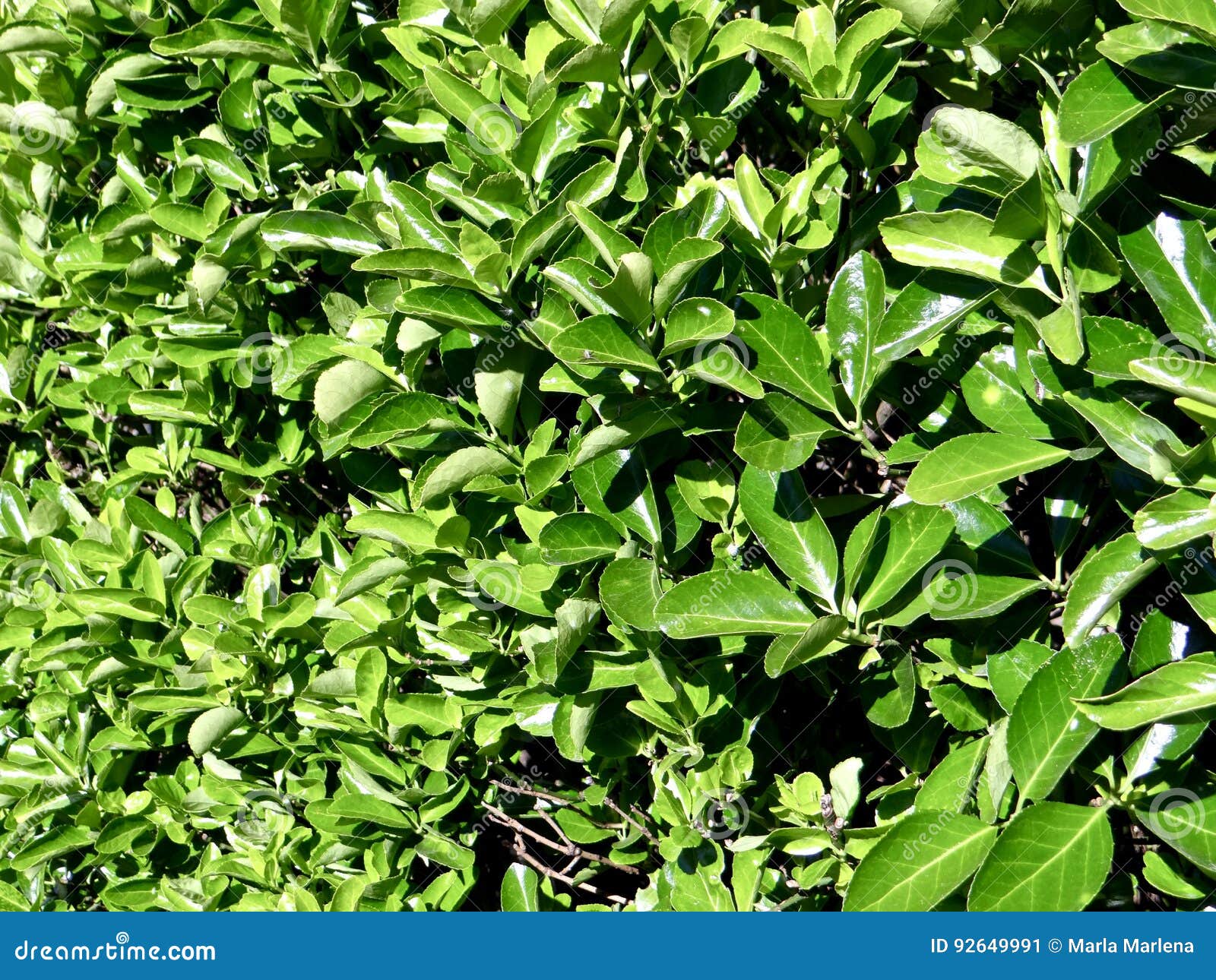 Hedge Background stock image. Image of background, garden - 92649991