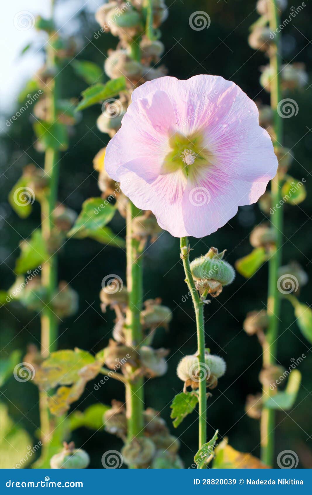 Hedge Bindweed stock image. Image of bindweed, bloom - 28820039