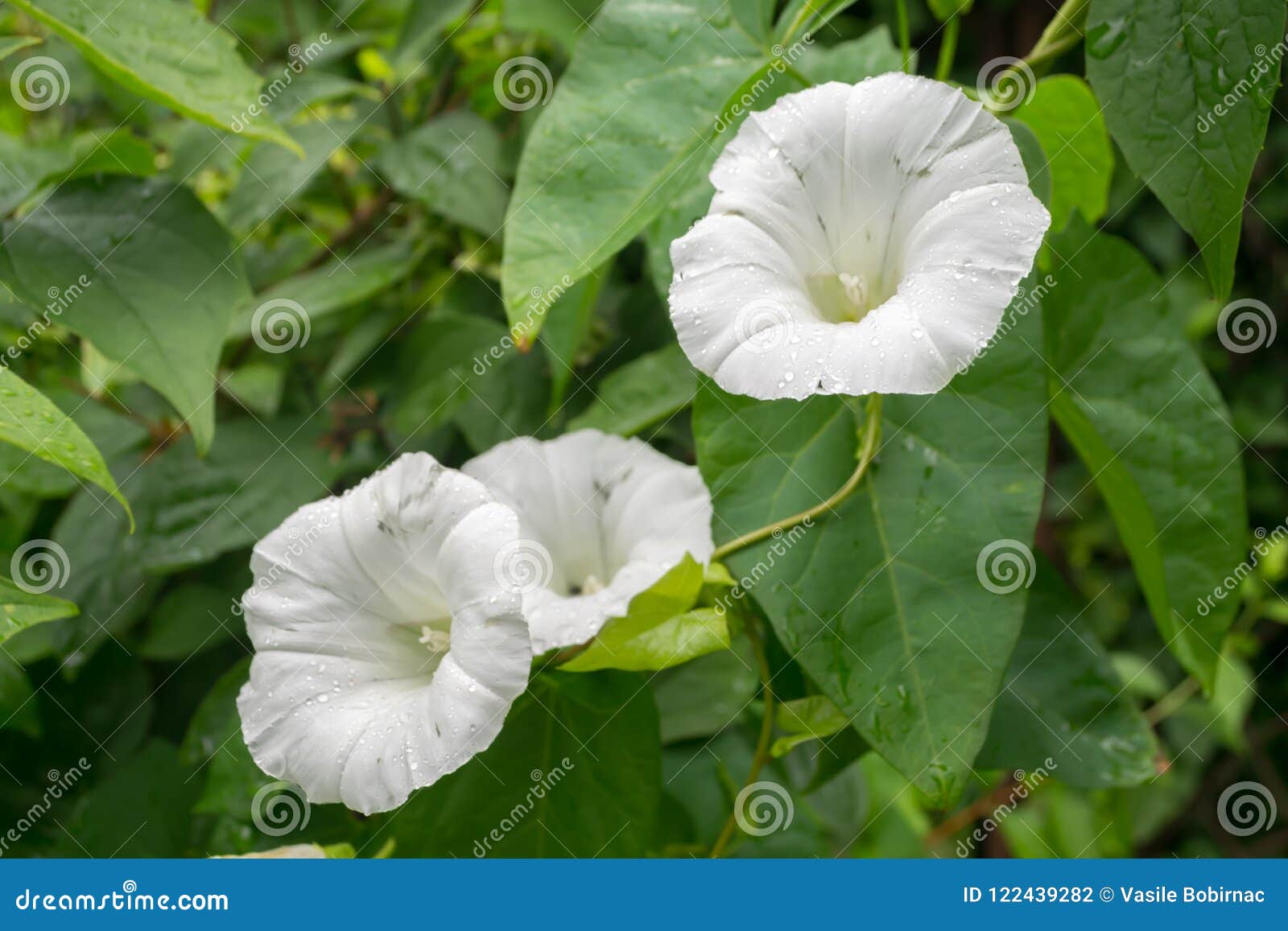 Hedge Bindweed stock photo. Image of flower, color, white - 122439282