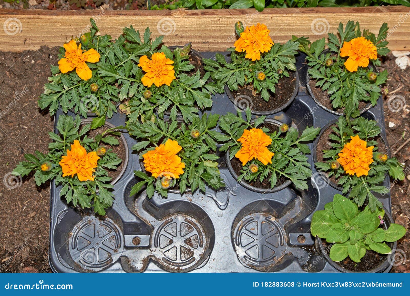 A Hedge of Bright, Orange Marigolds. Genus - Tagetes Stock Photo ...