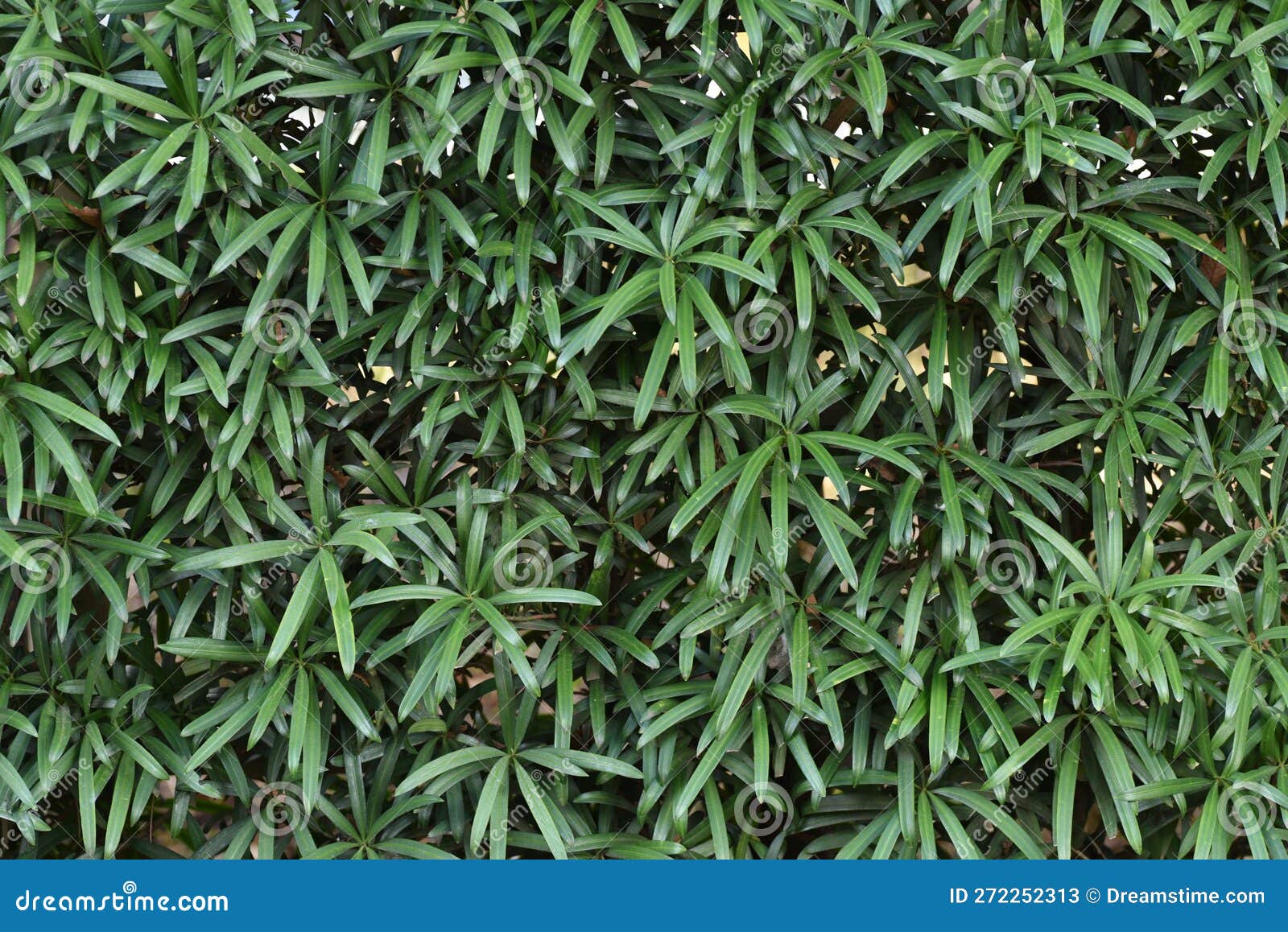 A Hedge of a Buddhist Pine ( Podocarpus Macrophyllus ) Tree. Stock ...