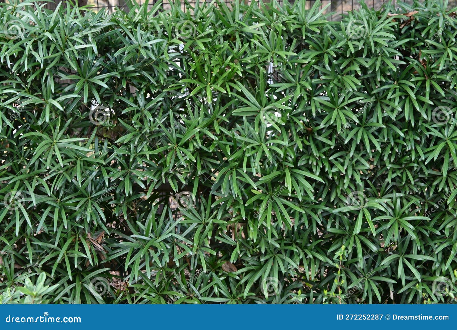 A Hedge of a Buddhist Pine ( Podocarpus Macrophyllus ) Tree. Stock ...