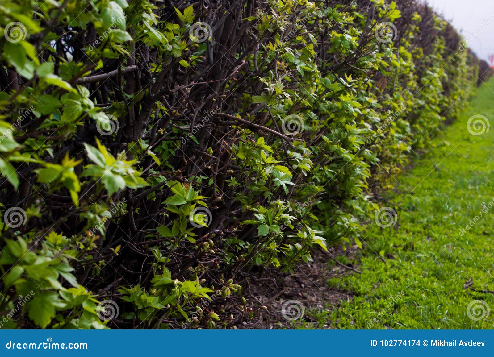 Hedge of bushes stock photo. Image of white, tree, garden - 102774174